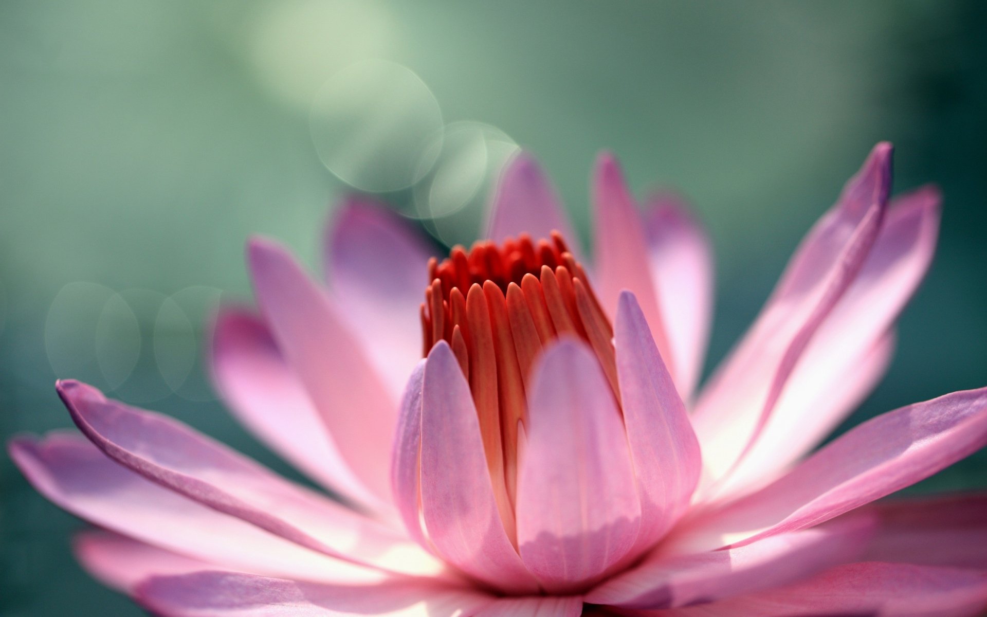 Download Nature Flower HD Wallpaper