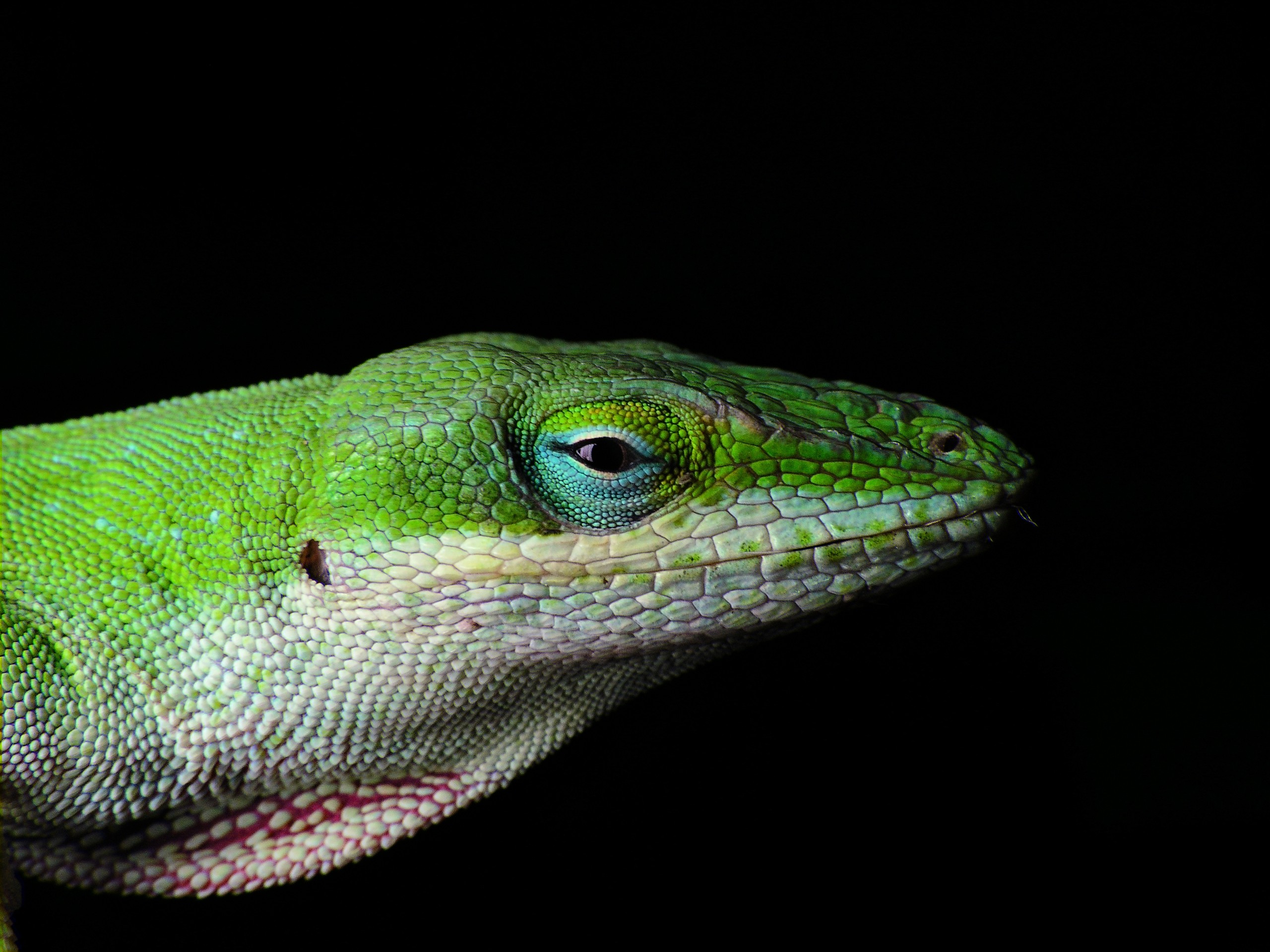 Download Animal Green Anole HD Wallpaper