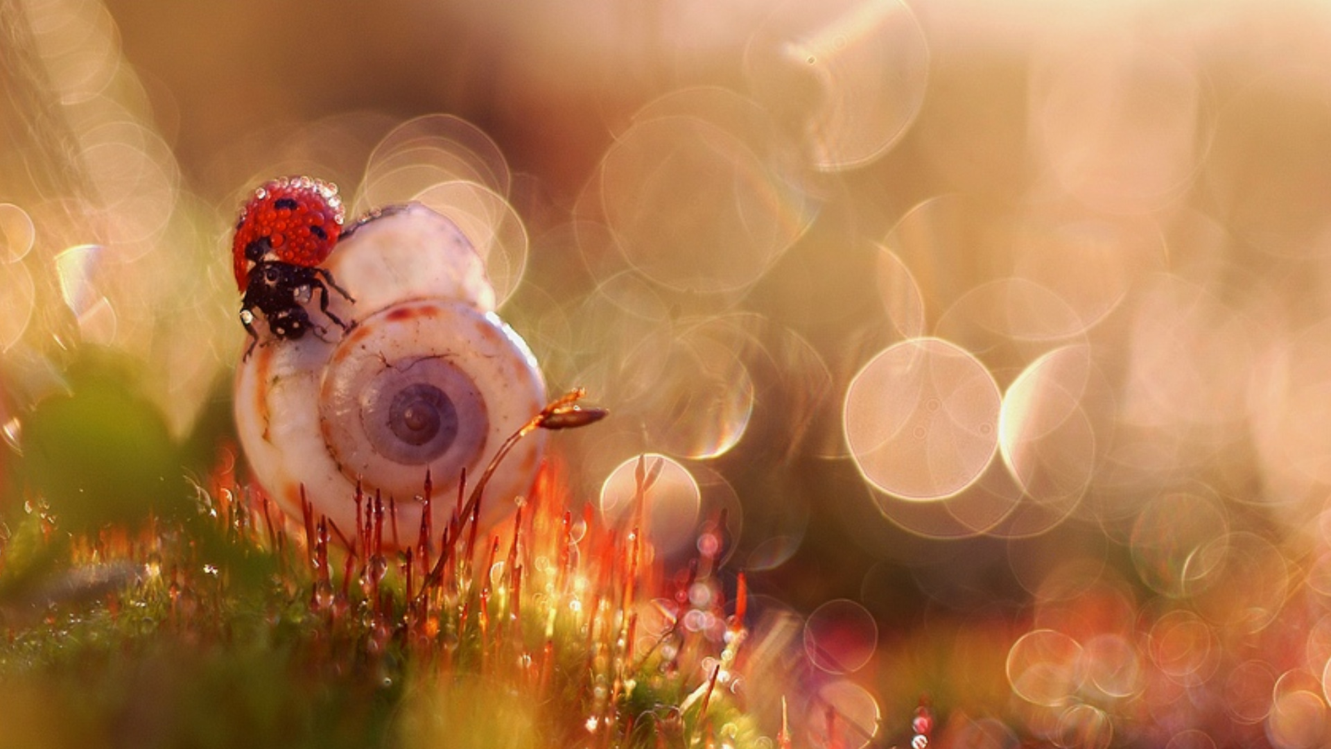 Download Animal Ladybug HD Wallpaper