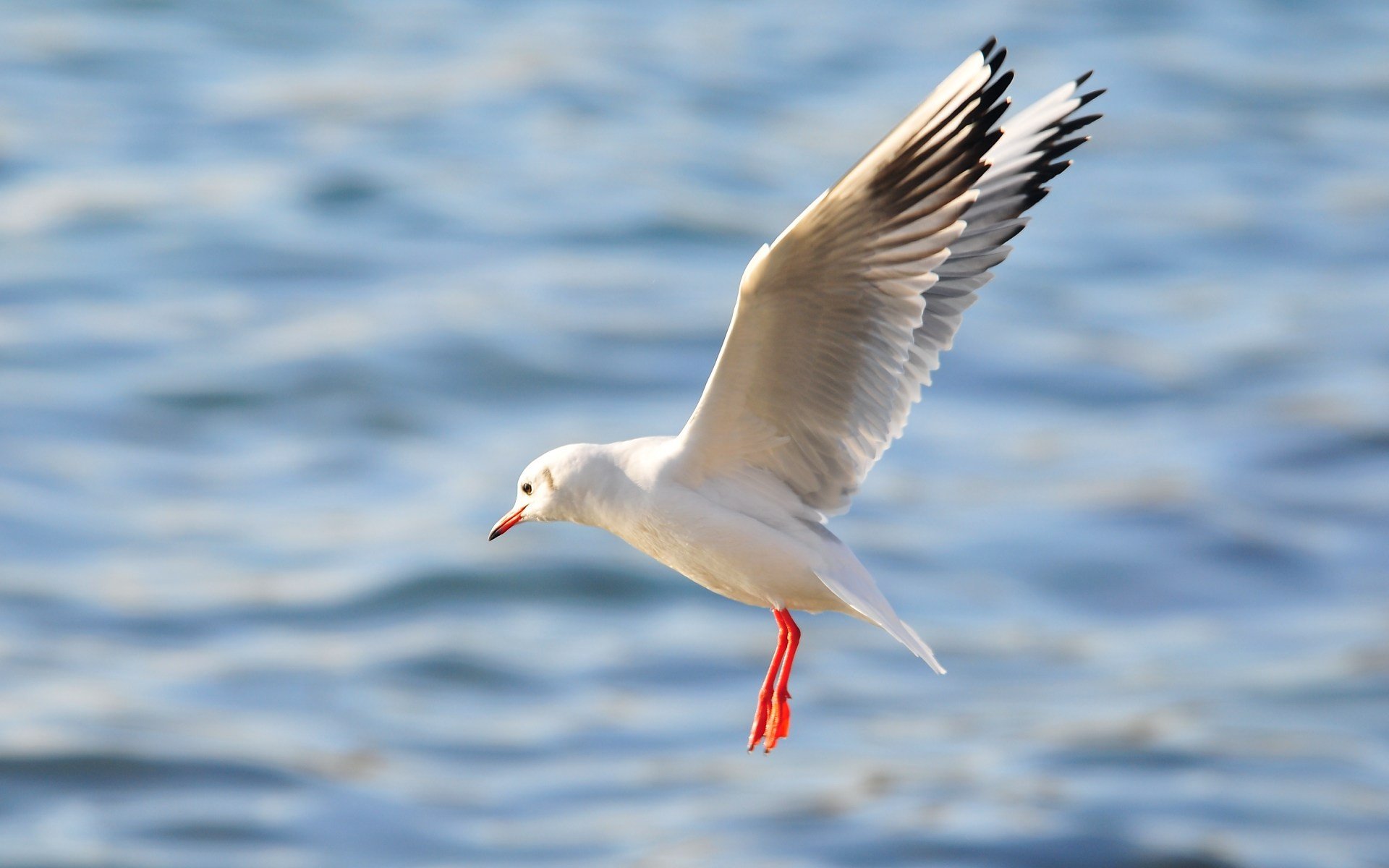 HD Seagull Soaring Over Ocean – Stunning Bird Wallpaper | 1920x1200 ...