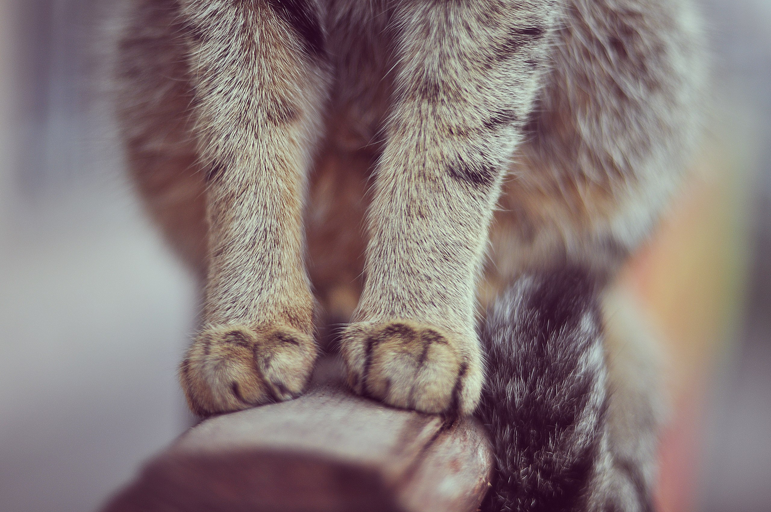 Cat Macro Paw Wallpaper