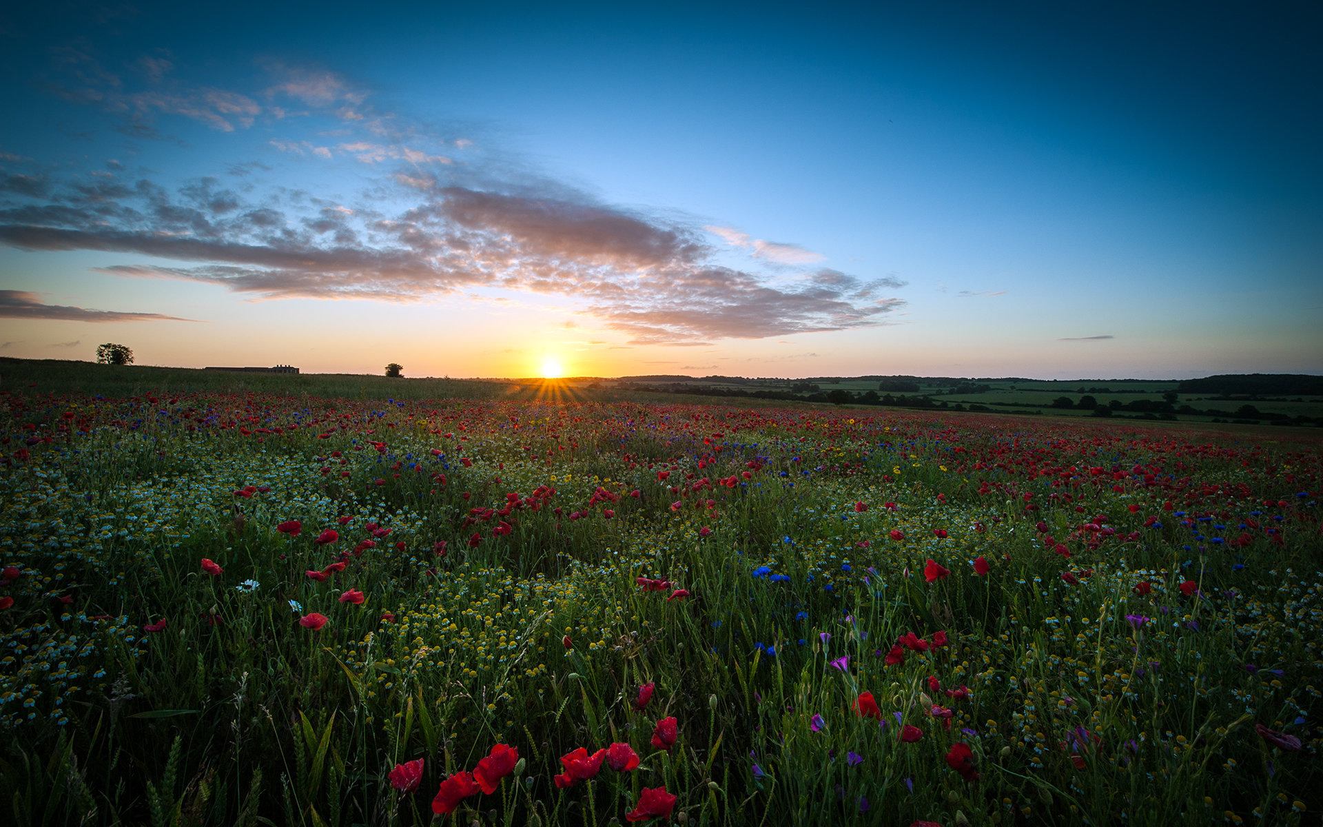 Download Cloud Landscape Sunrise Flower Nature Field HD Wallpaper