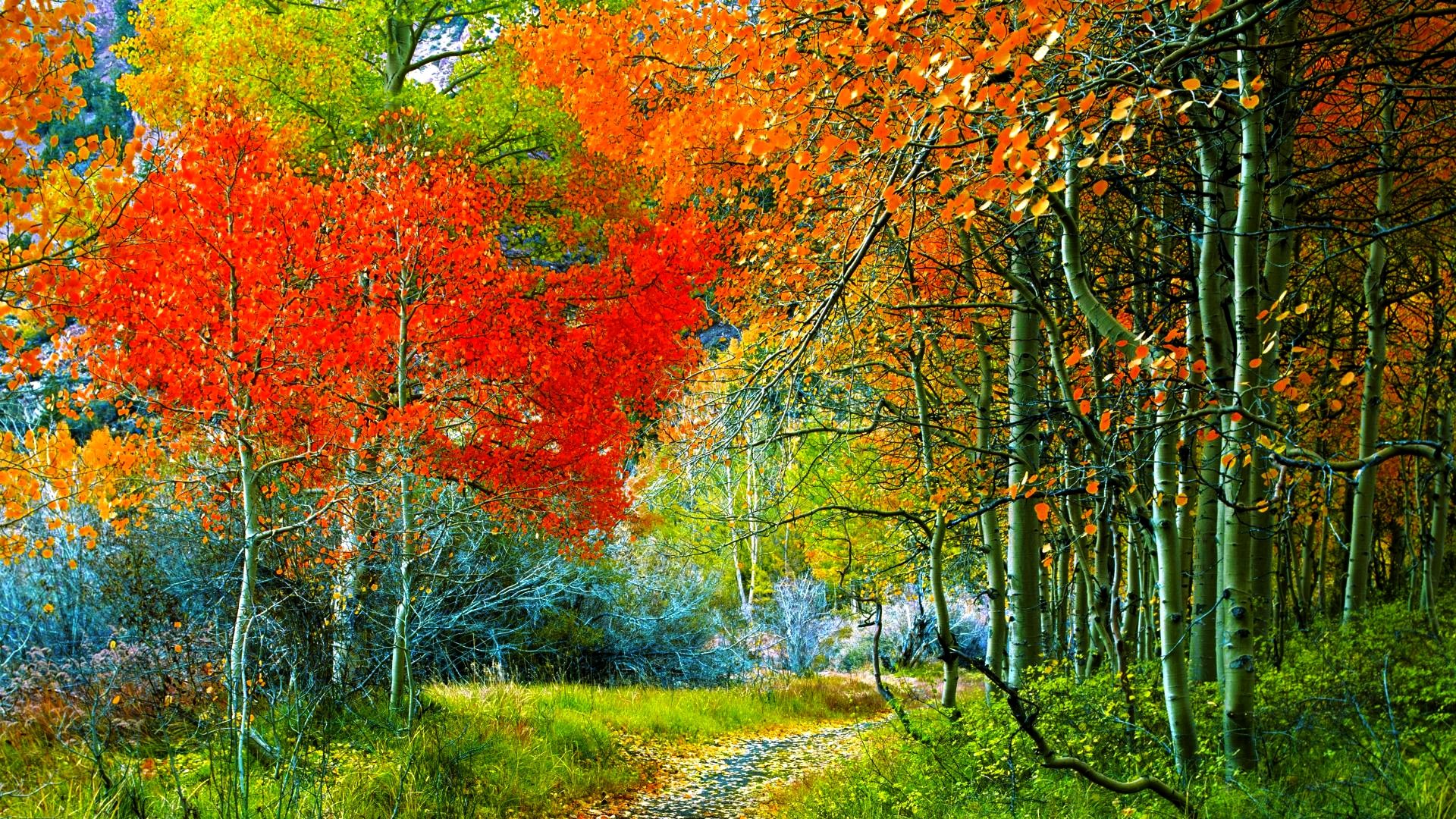 Autumn Serenity: A Stunning HD Wallpaper of Nature's Path