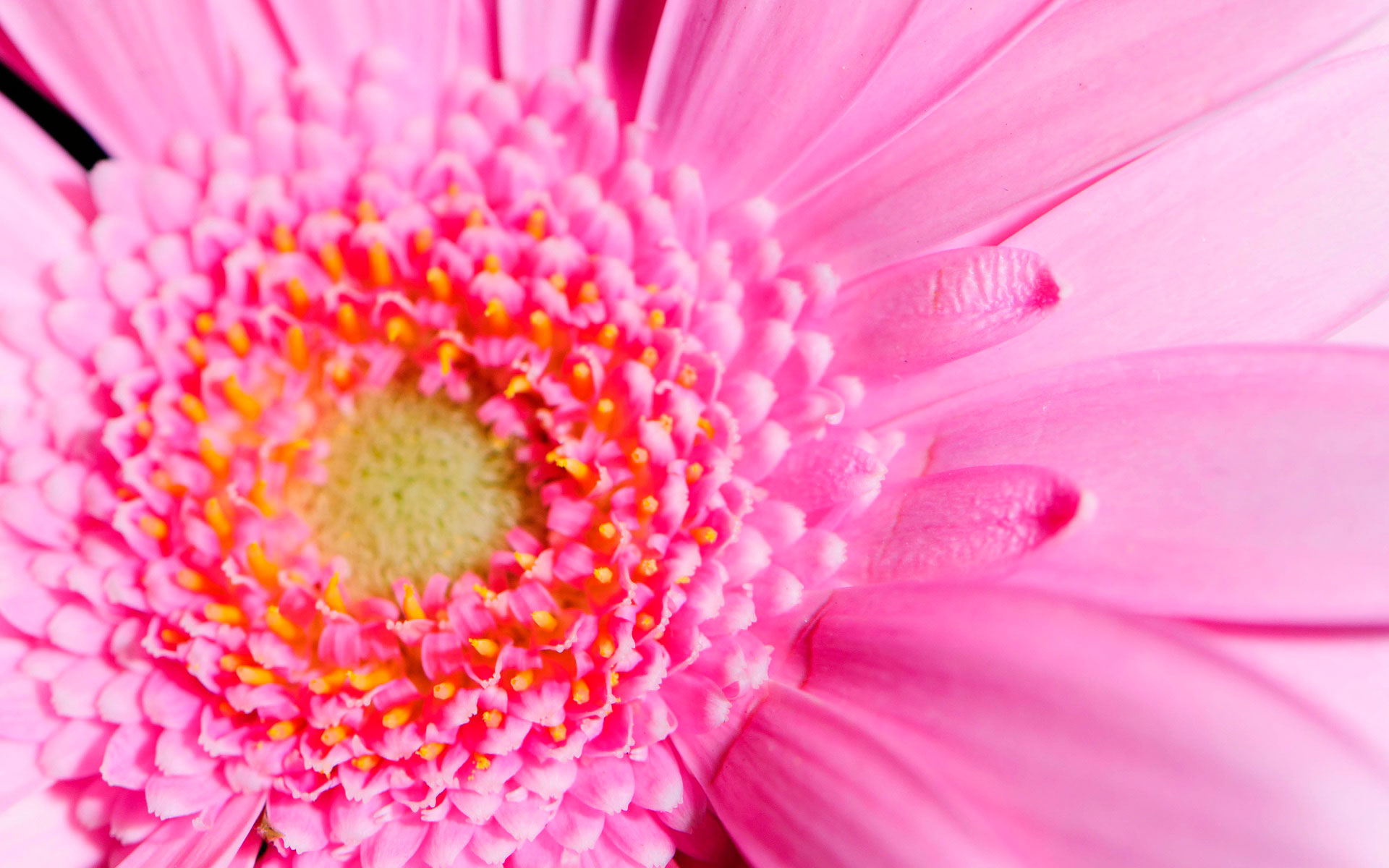 Download Nature Flower HD Wallpaper