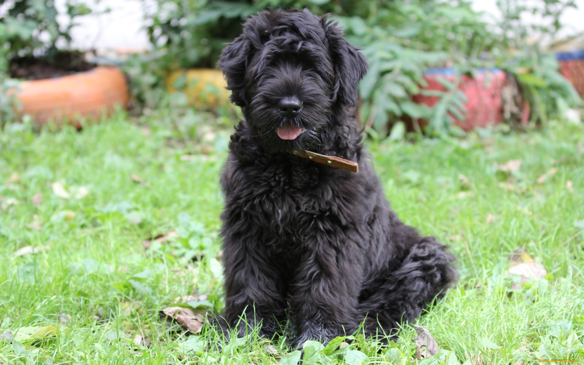 Dog Hi Resolution