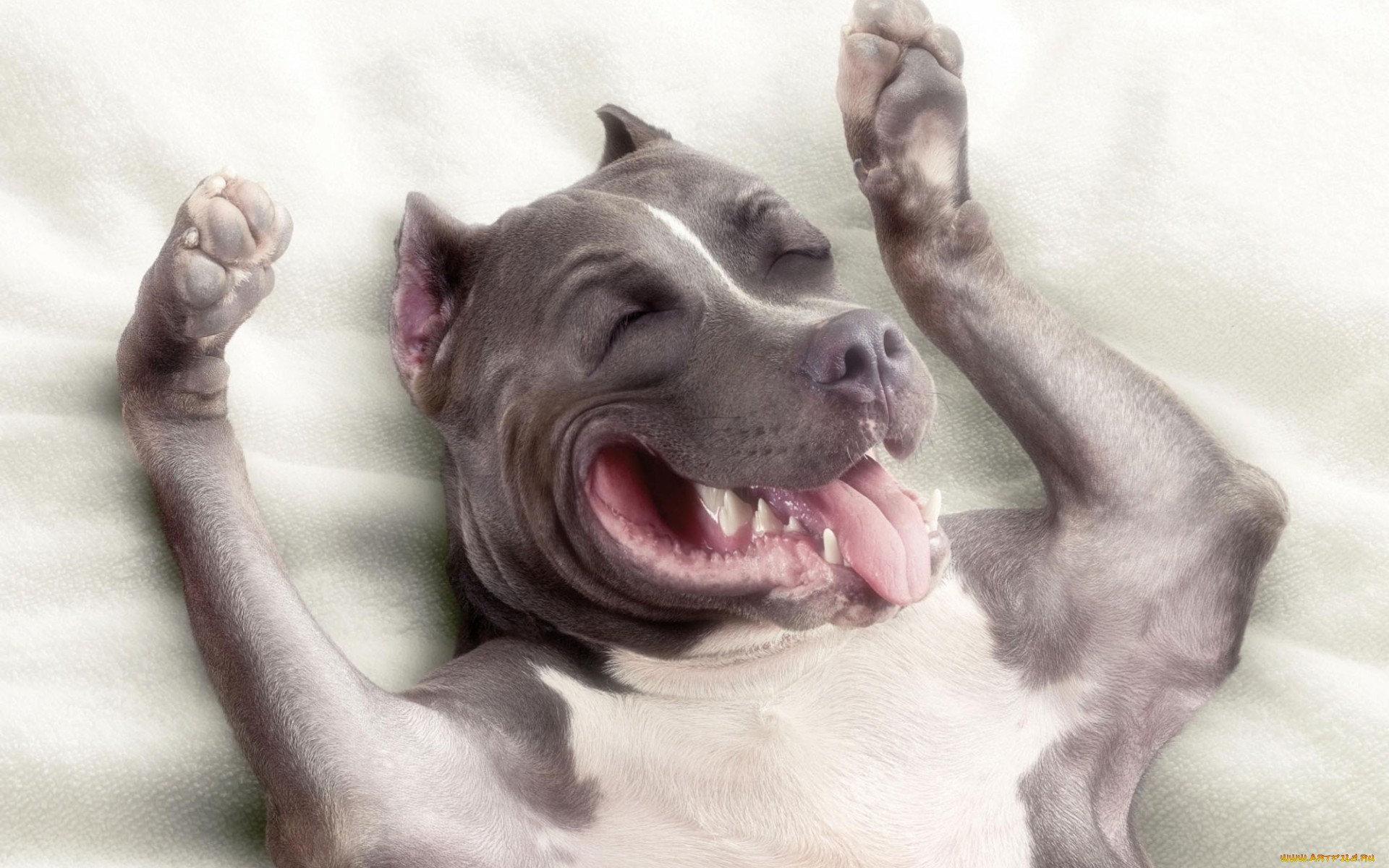Joyful Dog HD Wallpaper: A Happy Canine Moment