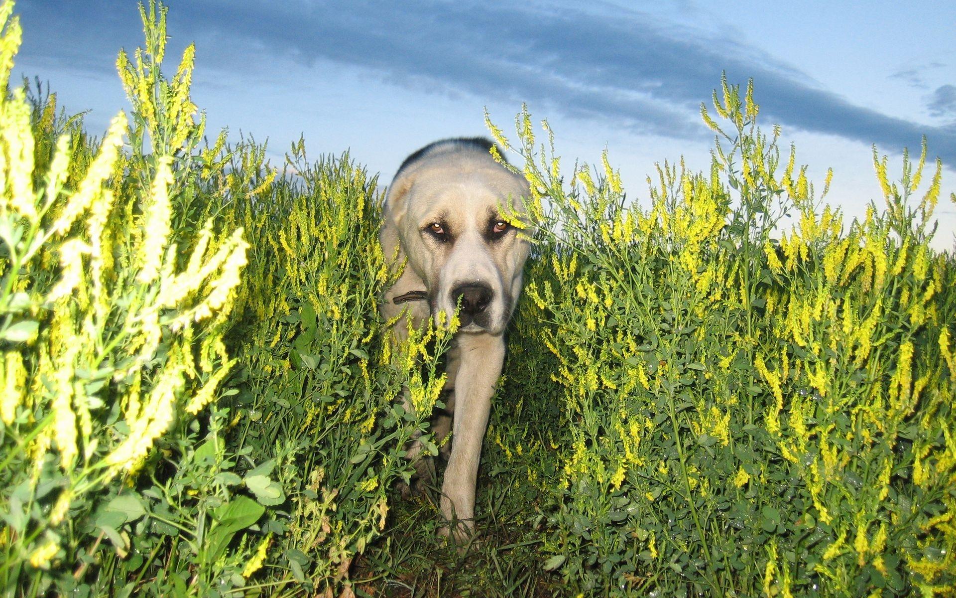 Fondo De Pantalla De Dog Field Hay 1,038 Airedale Terrier Dog Looking
