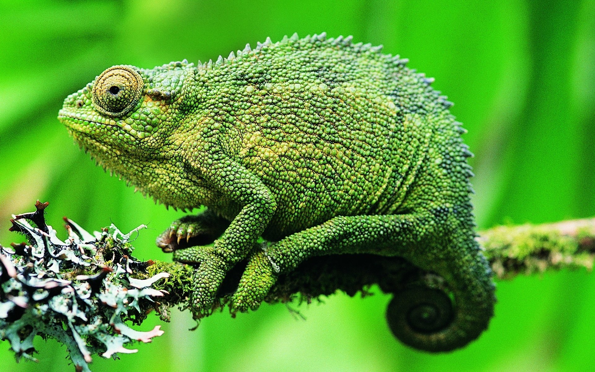 Download Lizard Animal Chameleon HD Wallpaper
