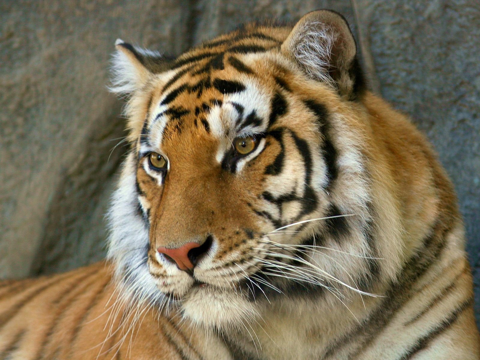 Download Animal Tiger Wallpaper