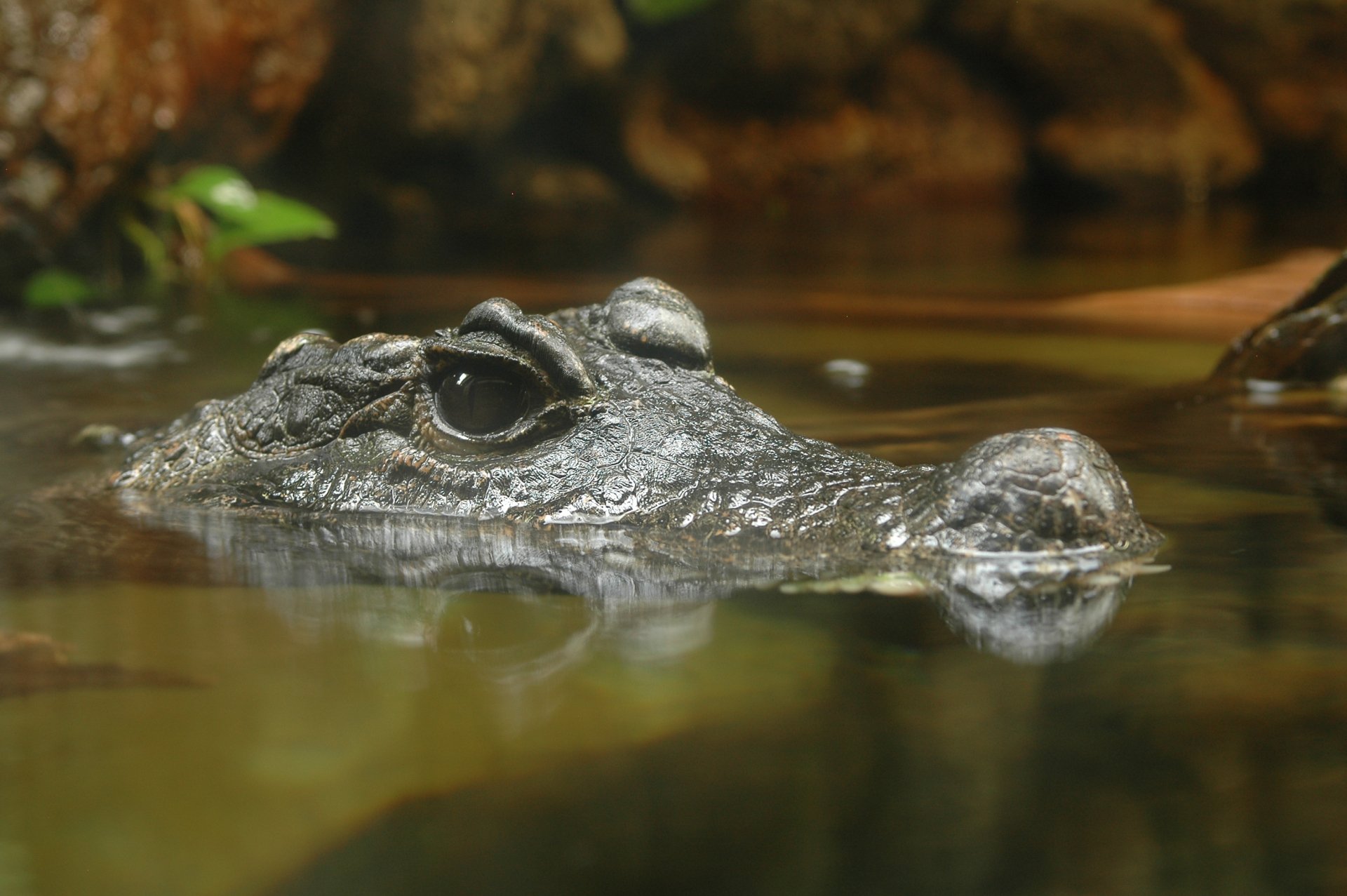 Majestic Crocodile HD: Nature's Silent Predator in Crystal Waters