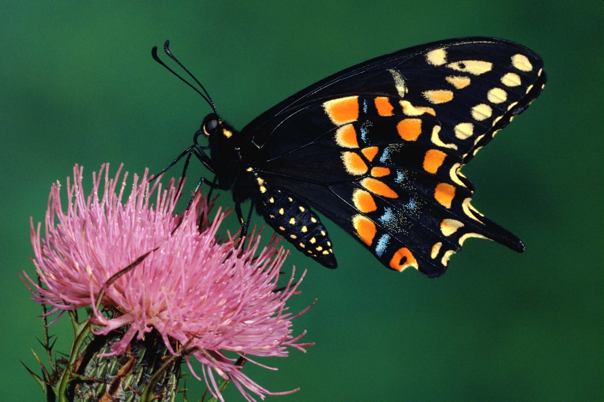 Download Animal Butterfly HD Wallpaper