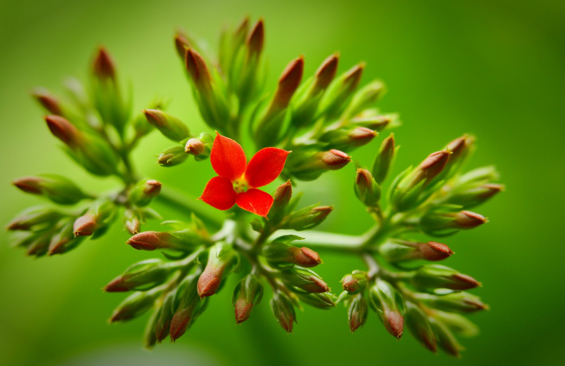 Vibrant Bloom: HD Nature’s Floral Charm | 2586x1680 | Wallpaper Abyss