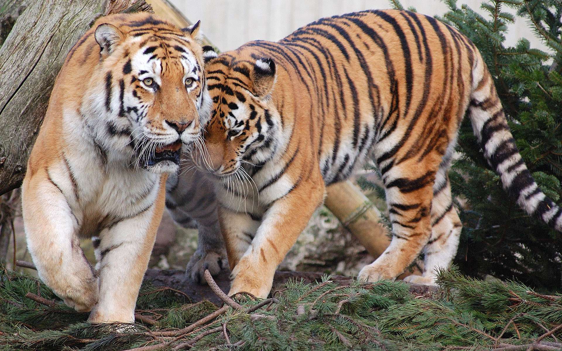 Majestic Tigers: Stunning HD Wallpaper for Animal Lovers