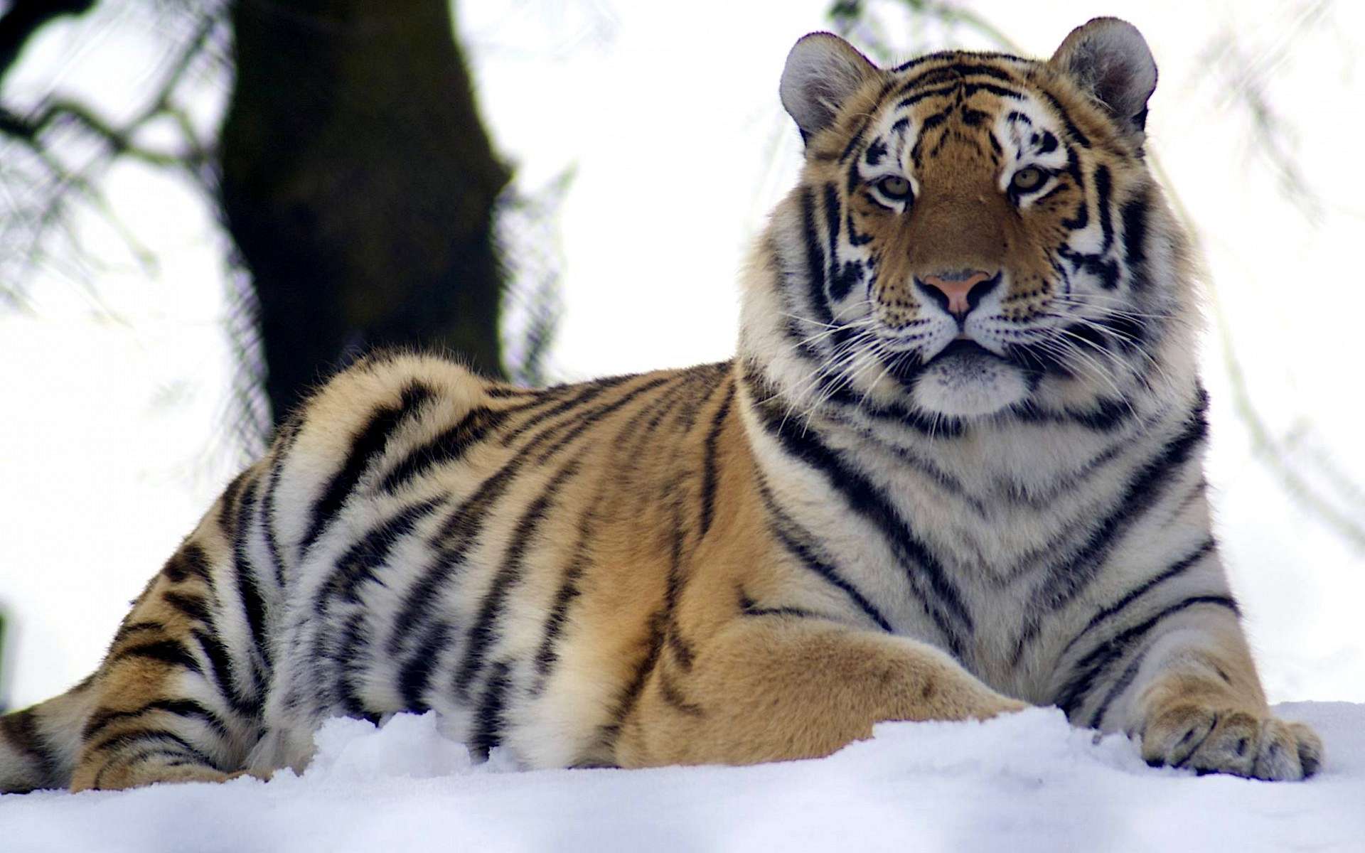 Majestic Tiger HD Wallpaper: Nature's Finest