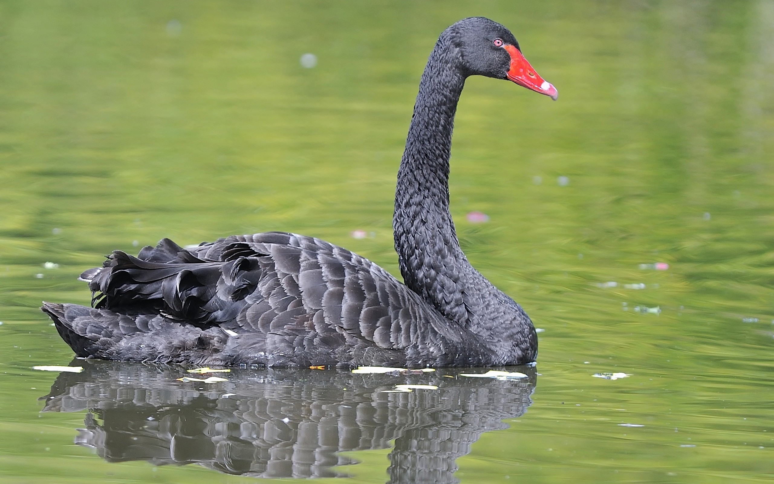 Download Animal Black Swan HD Wallpaper