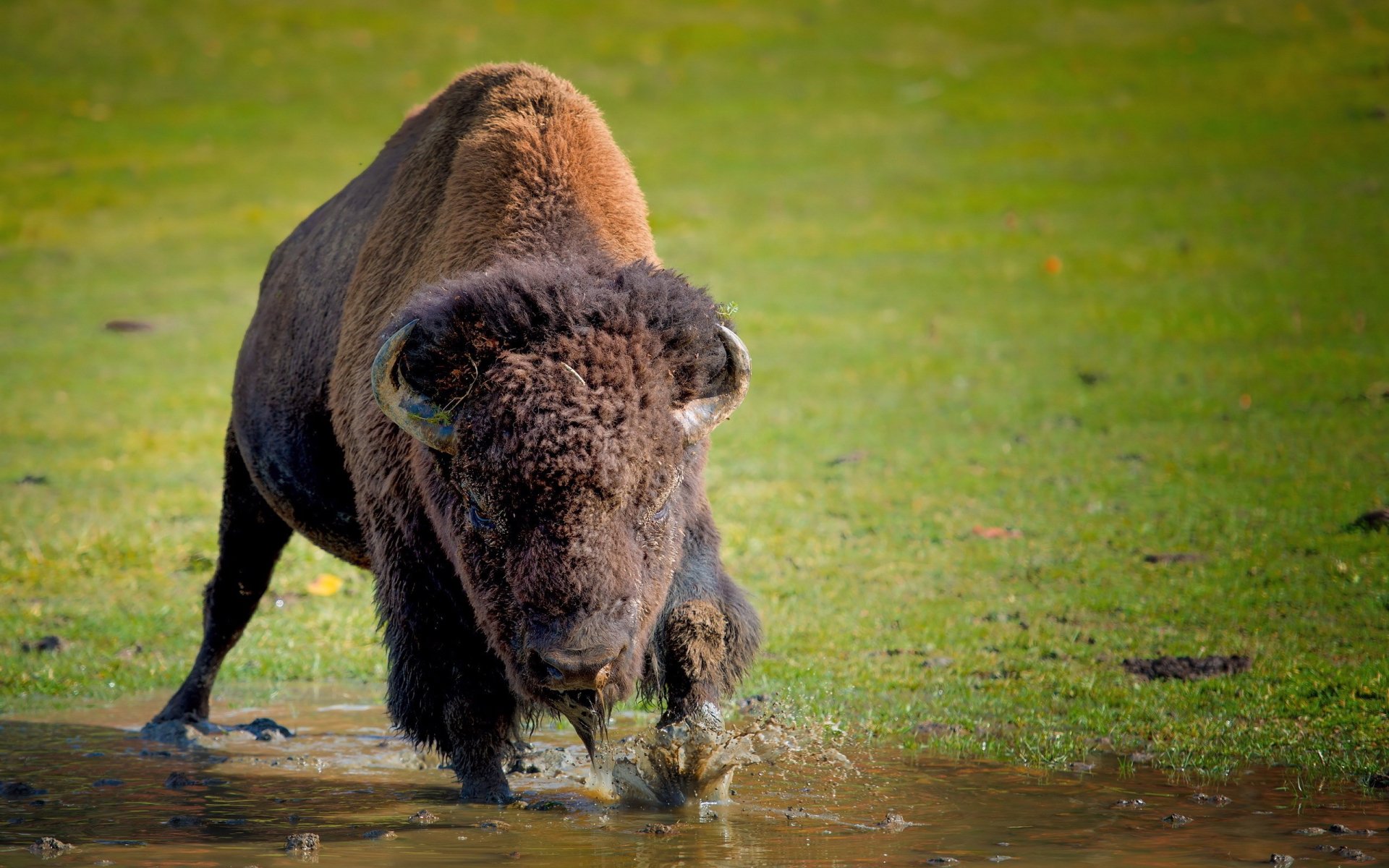 Download Animal American Bison HD Wallpaper