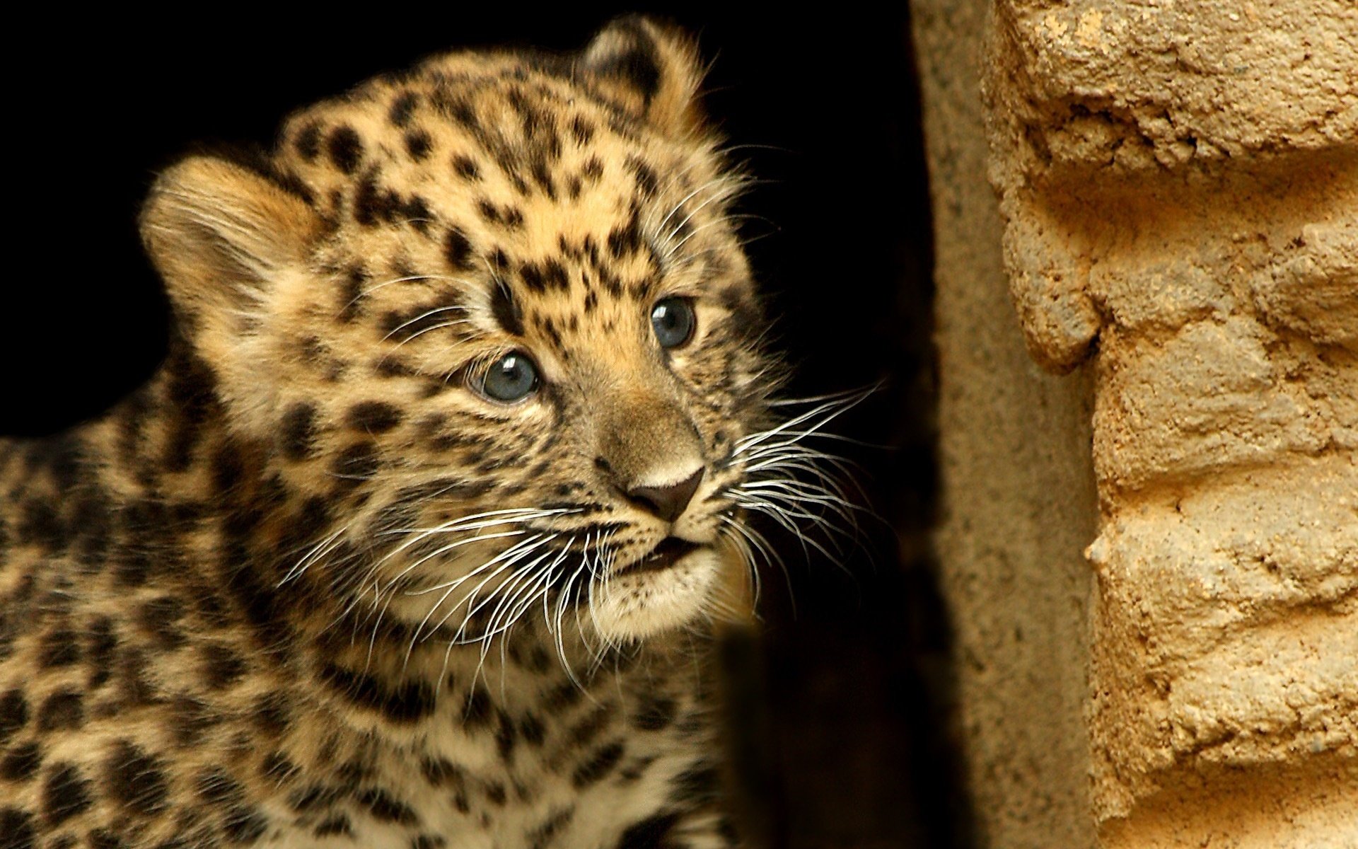 HD Wallpaper of a Playful Leopard Cub