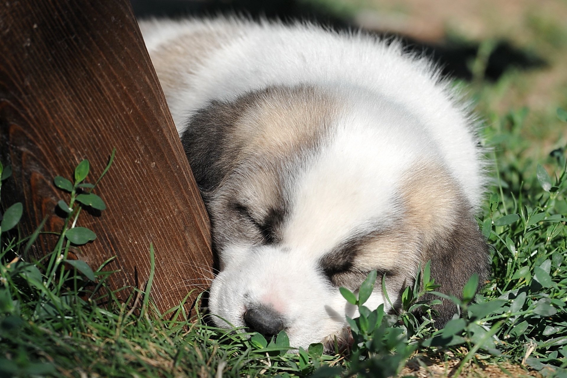 Adorable Puppy HD Wallpaper: Sweet Dreams of a Sleeping Dog