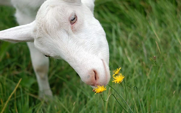 [110+] Goat Wallpapers