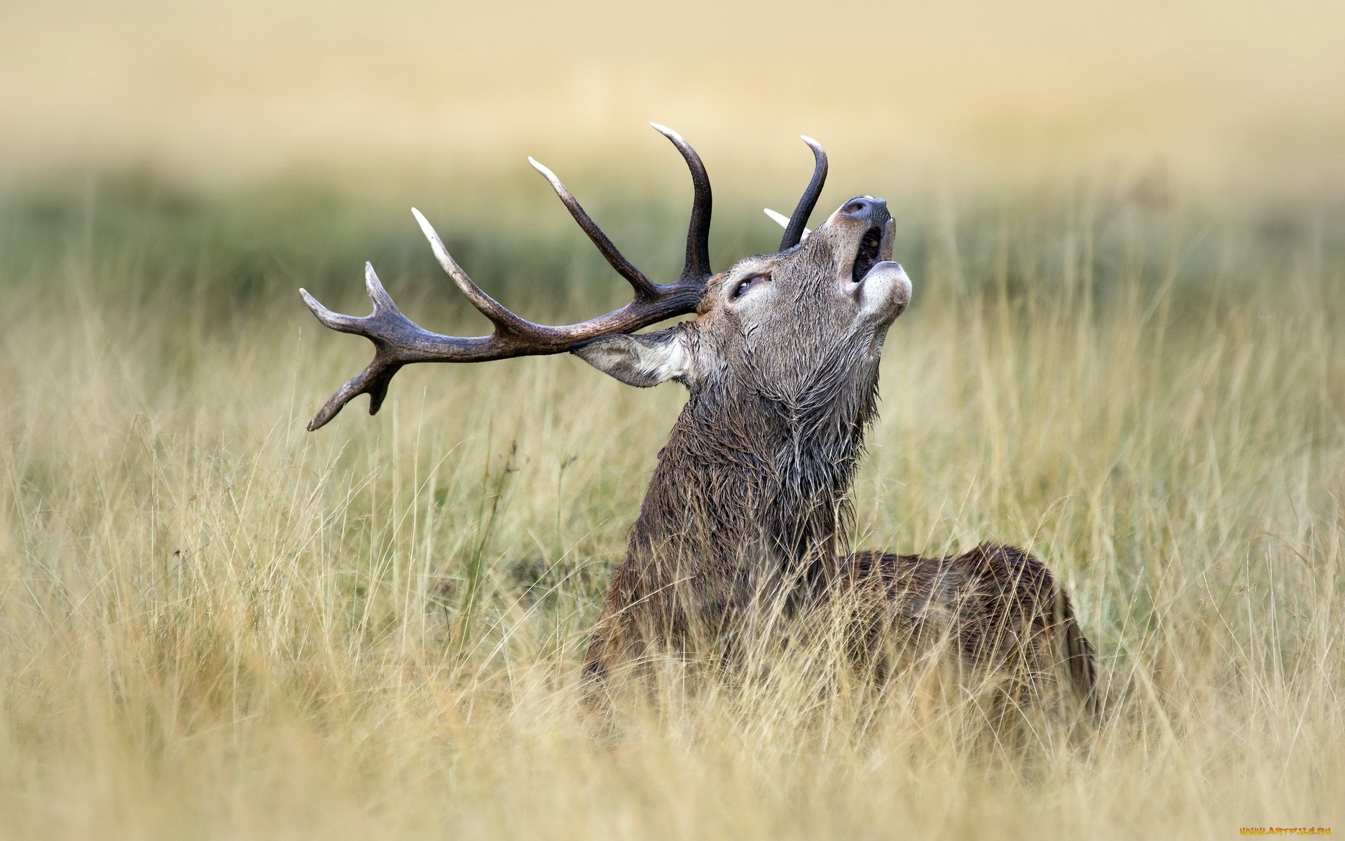 Download Animal Deer HD Wallpaper