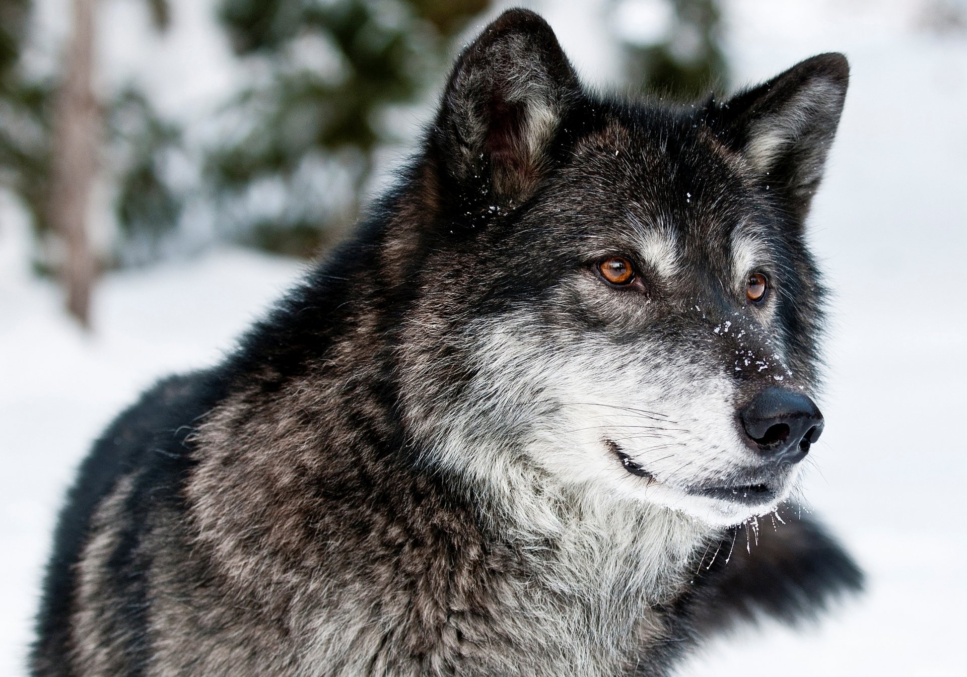 Majestic Wolf HD Wallpaper | 3500x2450 | Wallpaper Abyss