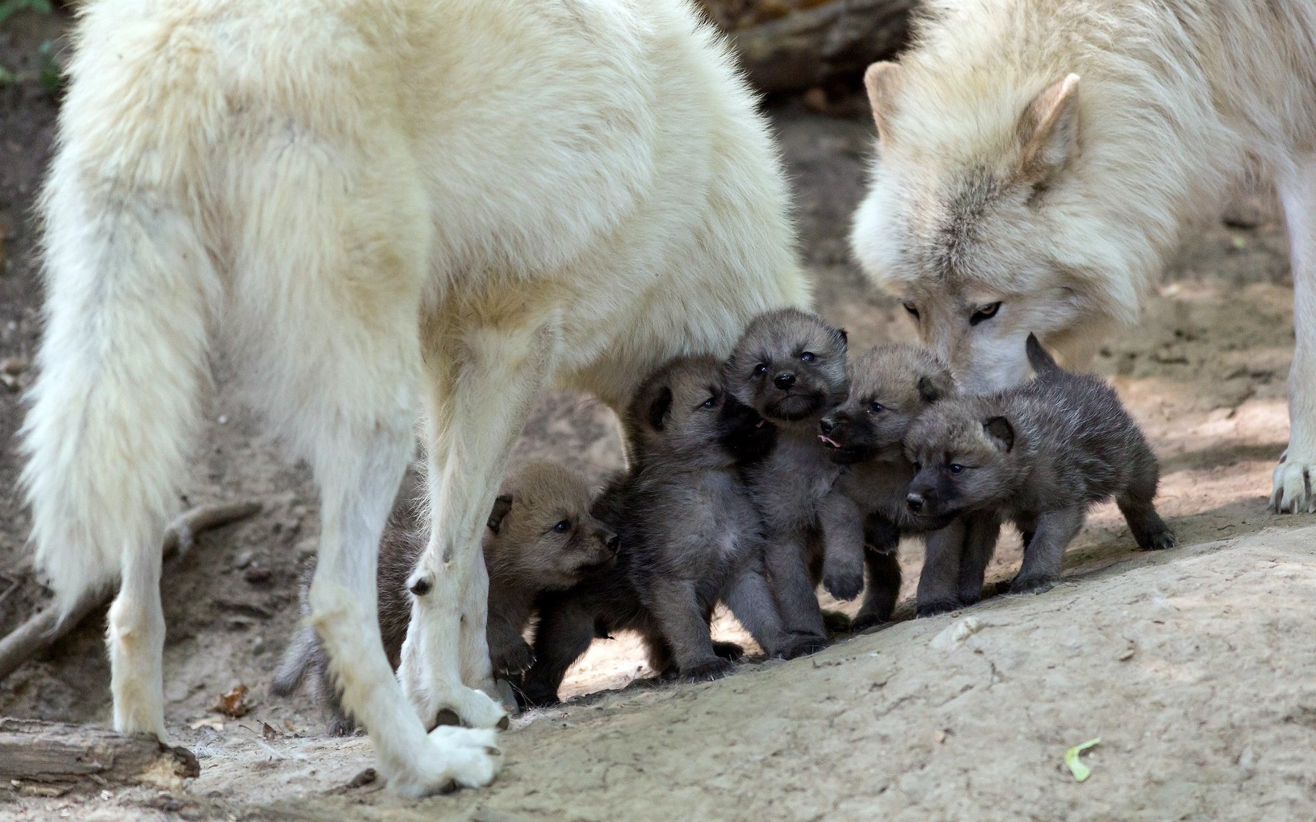 Majestic Wolf Family HD Wallpaper: Tender Moments in the Wild