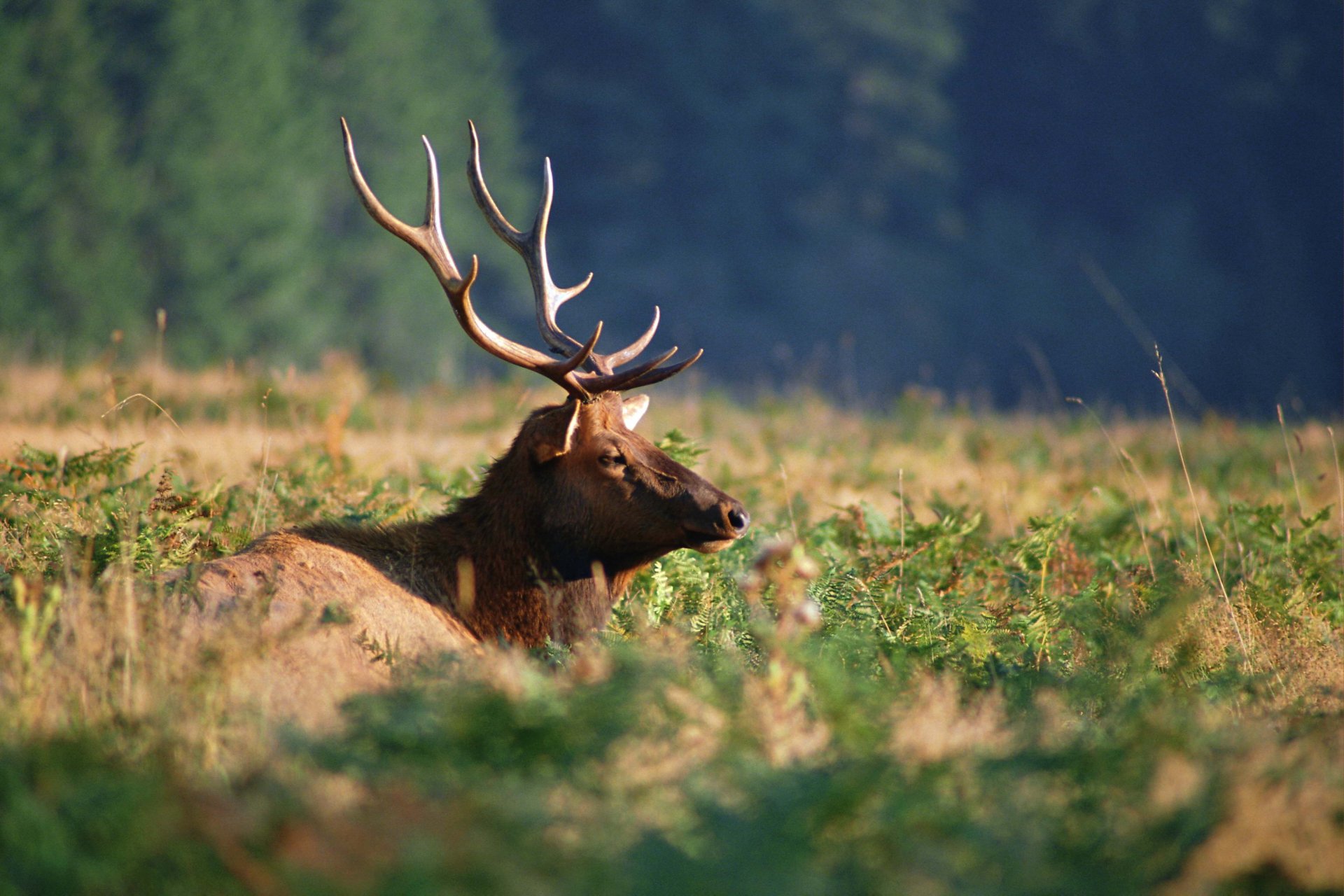 Majestic Stag — 2K Quad HD Deer Wallpaper | 3072x2048 | Wallpaper Abyss