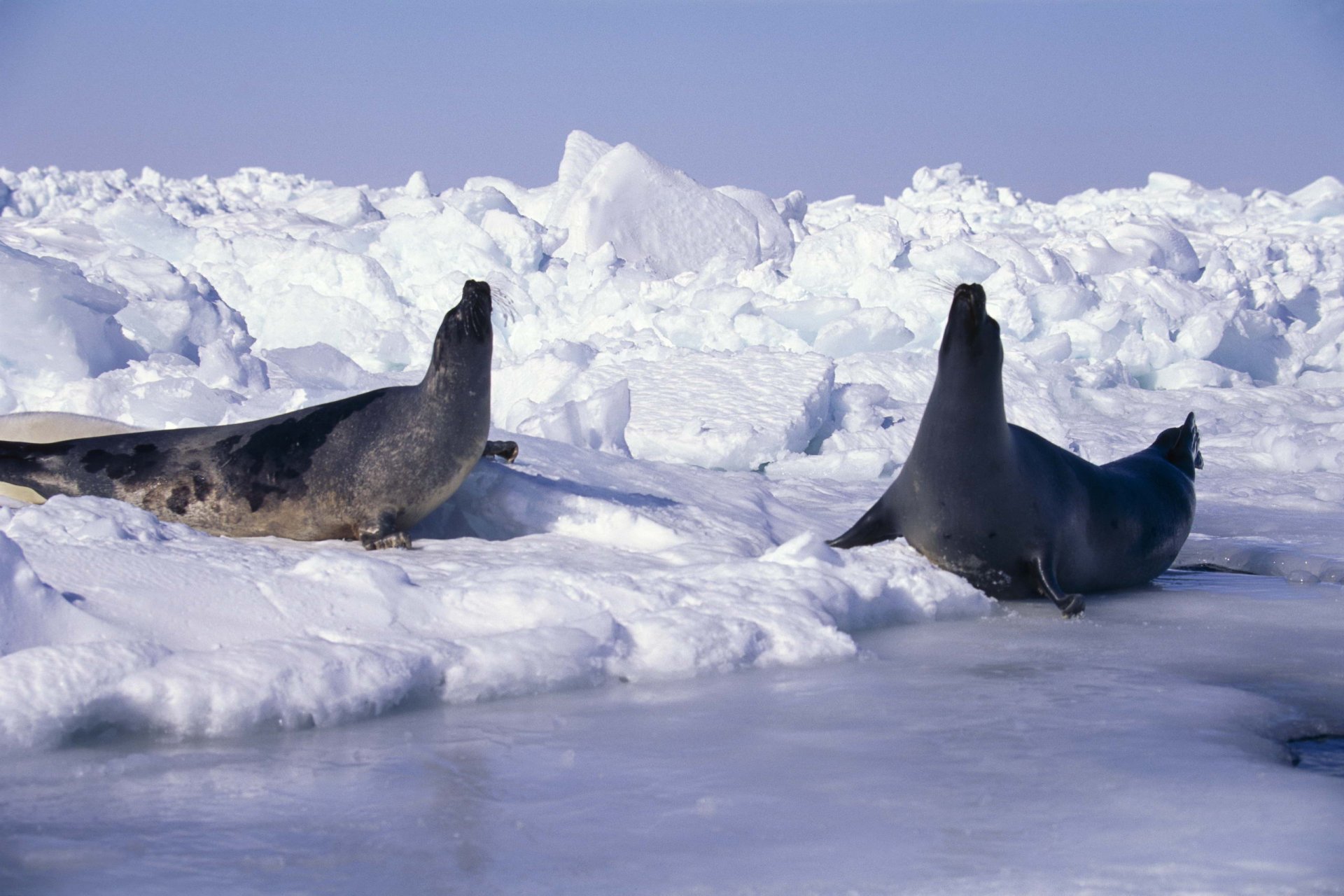 Glacial Serenade — Seals in 2K Quad HD | 2560x1707 | Wallpaper Abyss