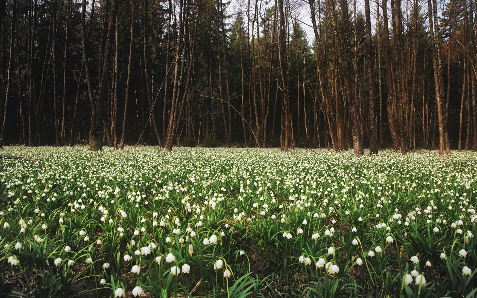 Download Flower White Flower Spring Macro Nature Snowdrop 4k Ultra HD ...