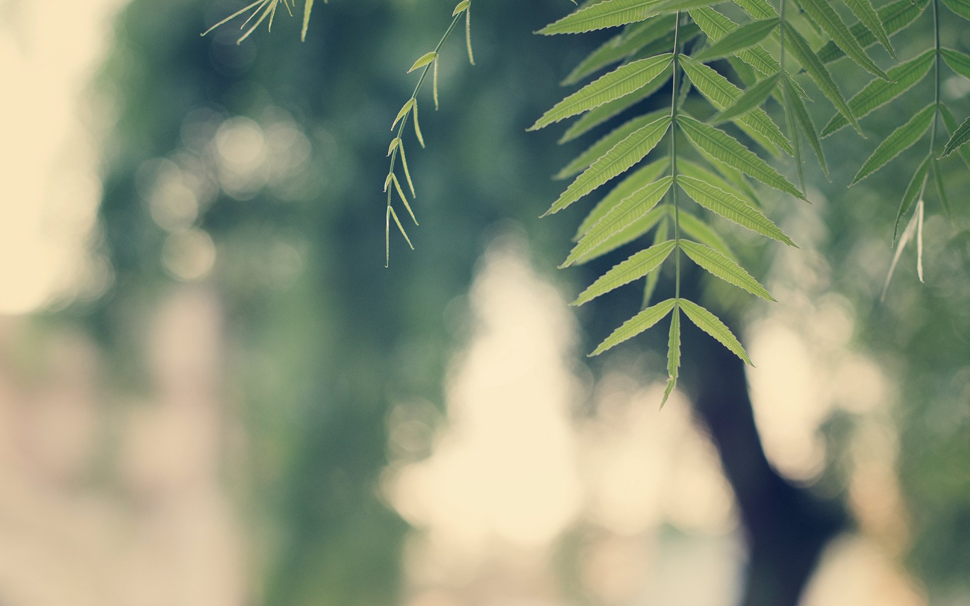 Download Nature Leaf HD Wallpaper | 2560x1600 | Wallpaper Abyss
