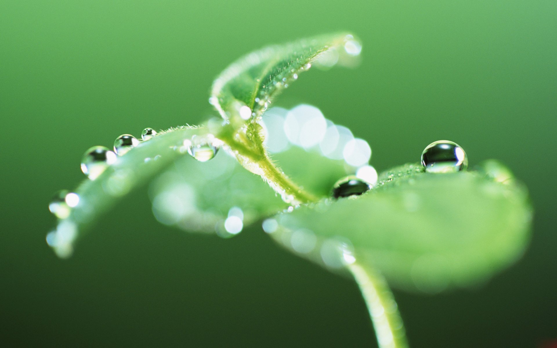 Download Nature Water Drop HD Wallpaper