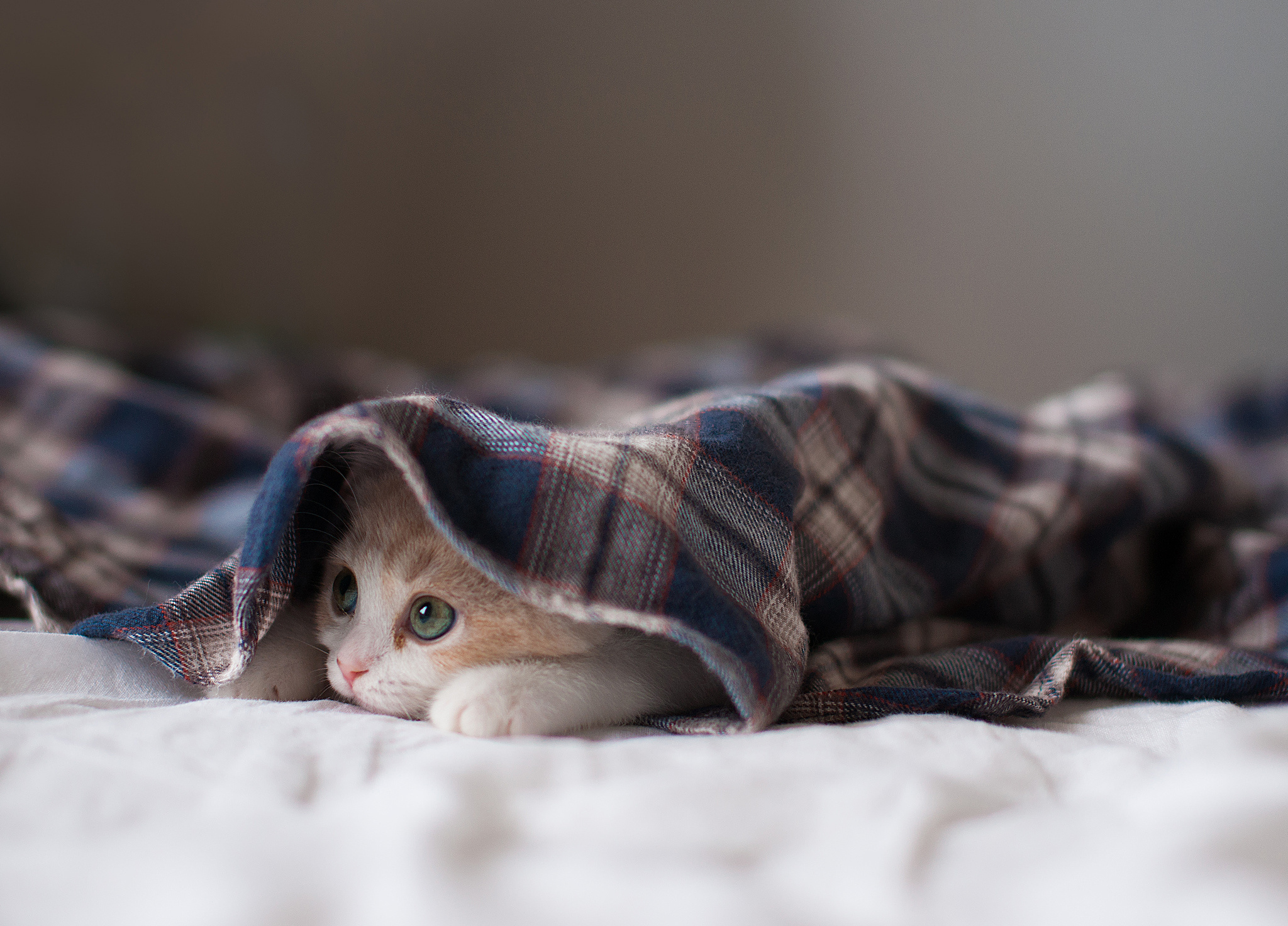 Cozy Cat HD Wallpaper