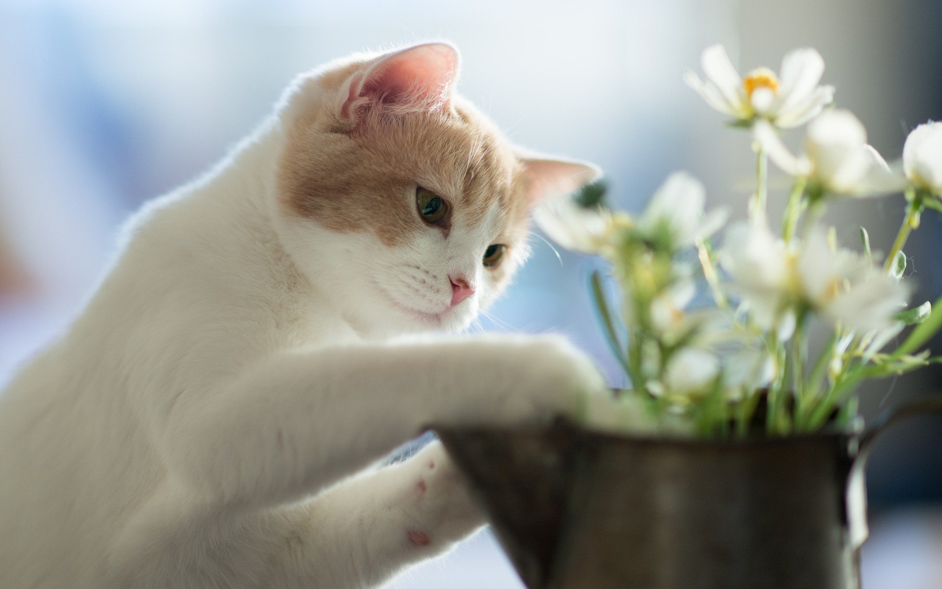 Cat HD Wallpaper | Background Image | 1920x1200 | ID:327387 - Wallpaper ...