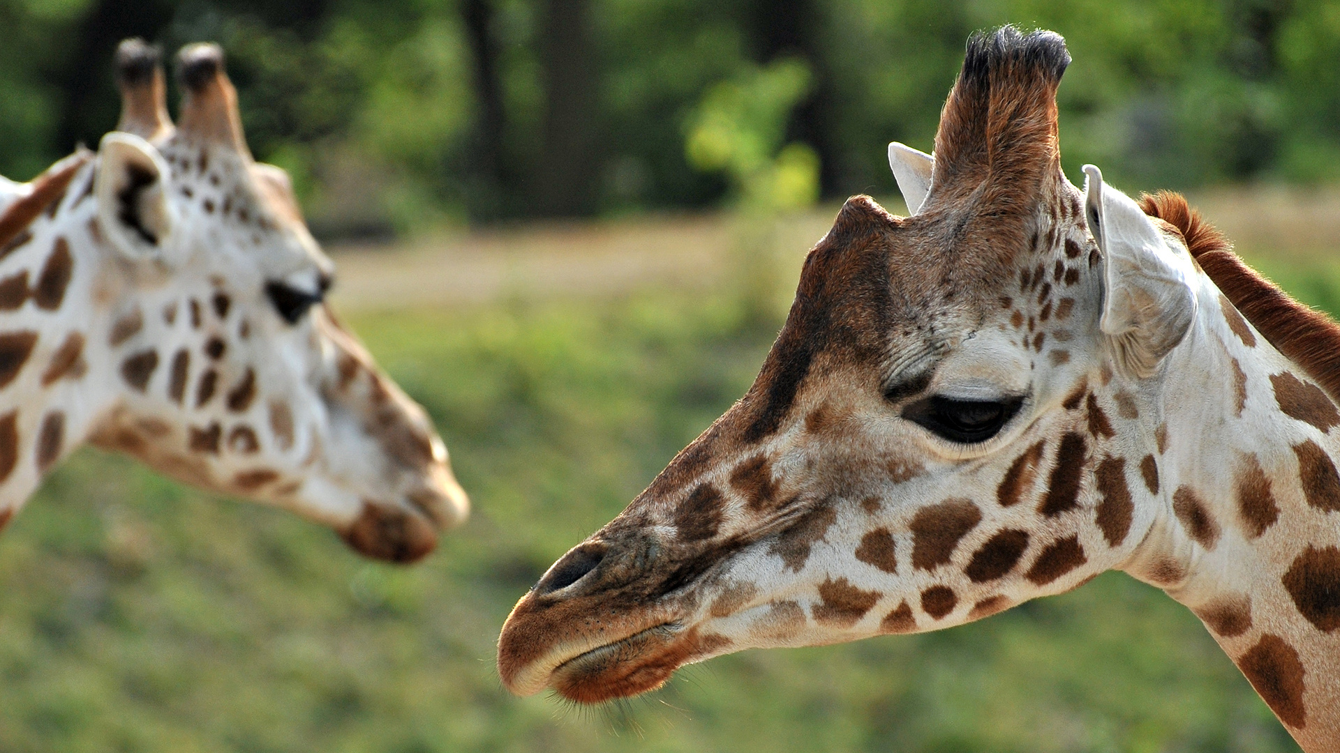 Download Animal Giraffe HD Wallpaper