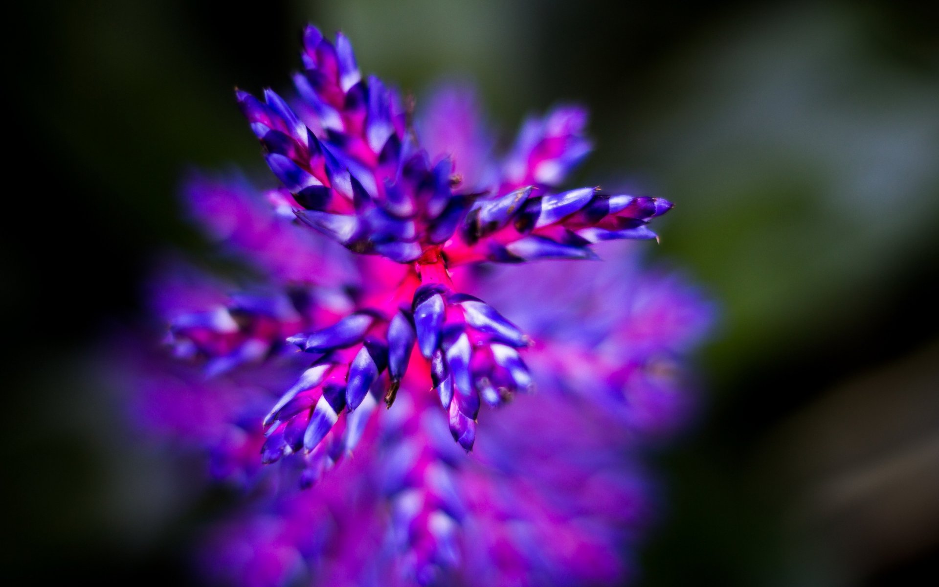 2K Quad HD Nature Close-Up — Vivid Neon Blossom Wallpaper | 2560x1600 ...