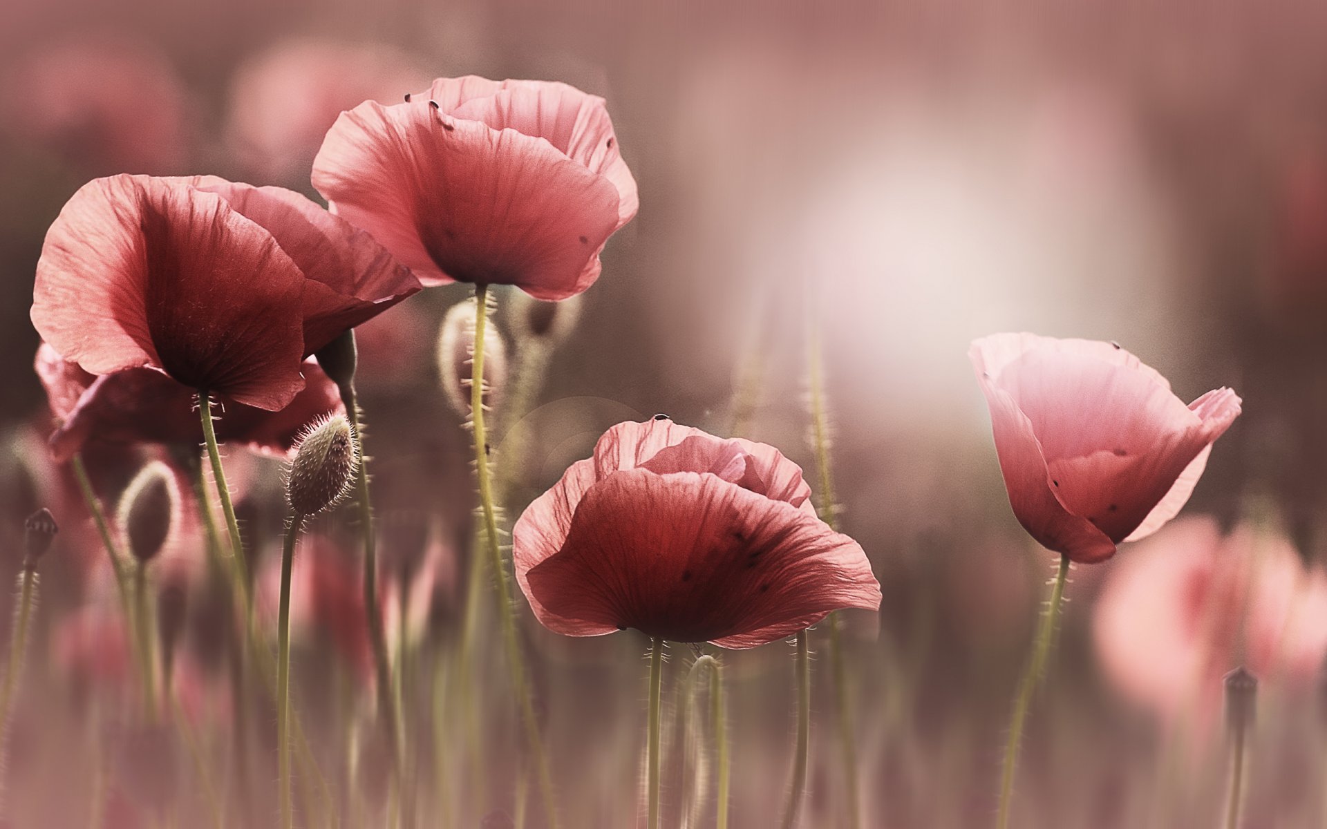Serenity in Poppies: A Stunning HD Wallpaper of Nature's Beauty