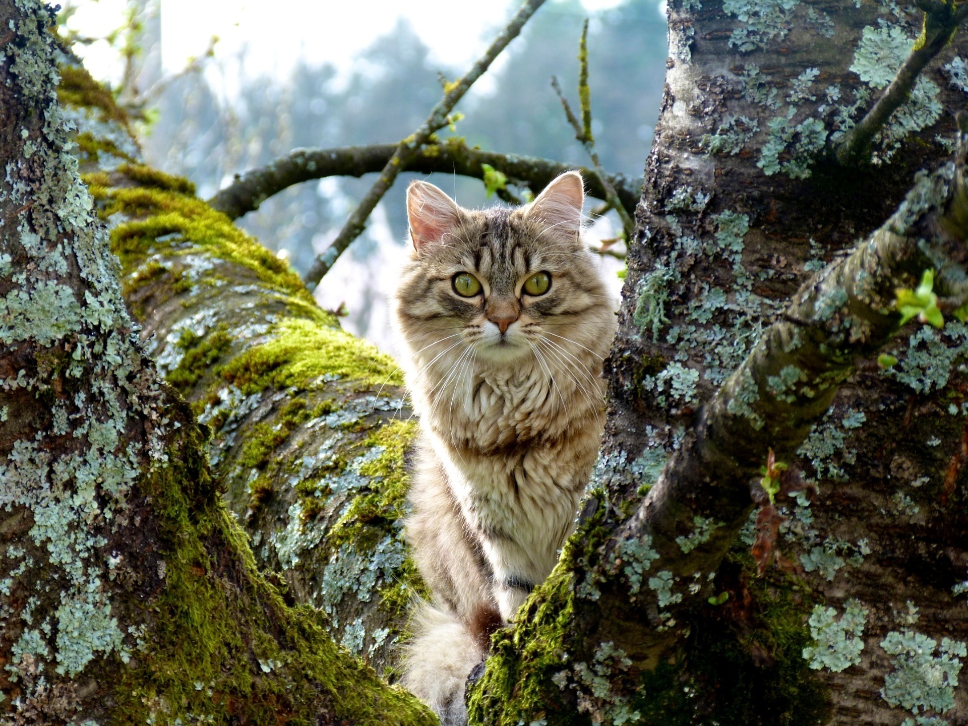 Download Animal Cat HD Wallpaper