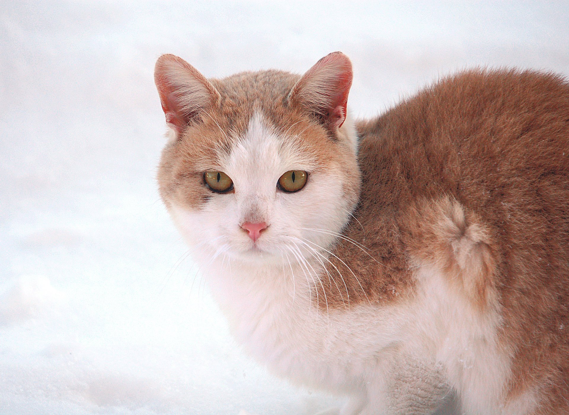 Cat in winter by Moril