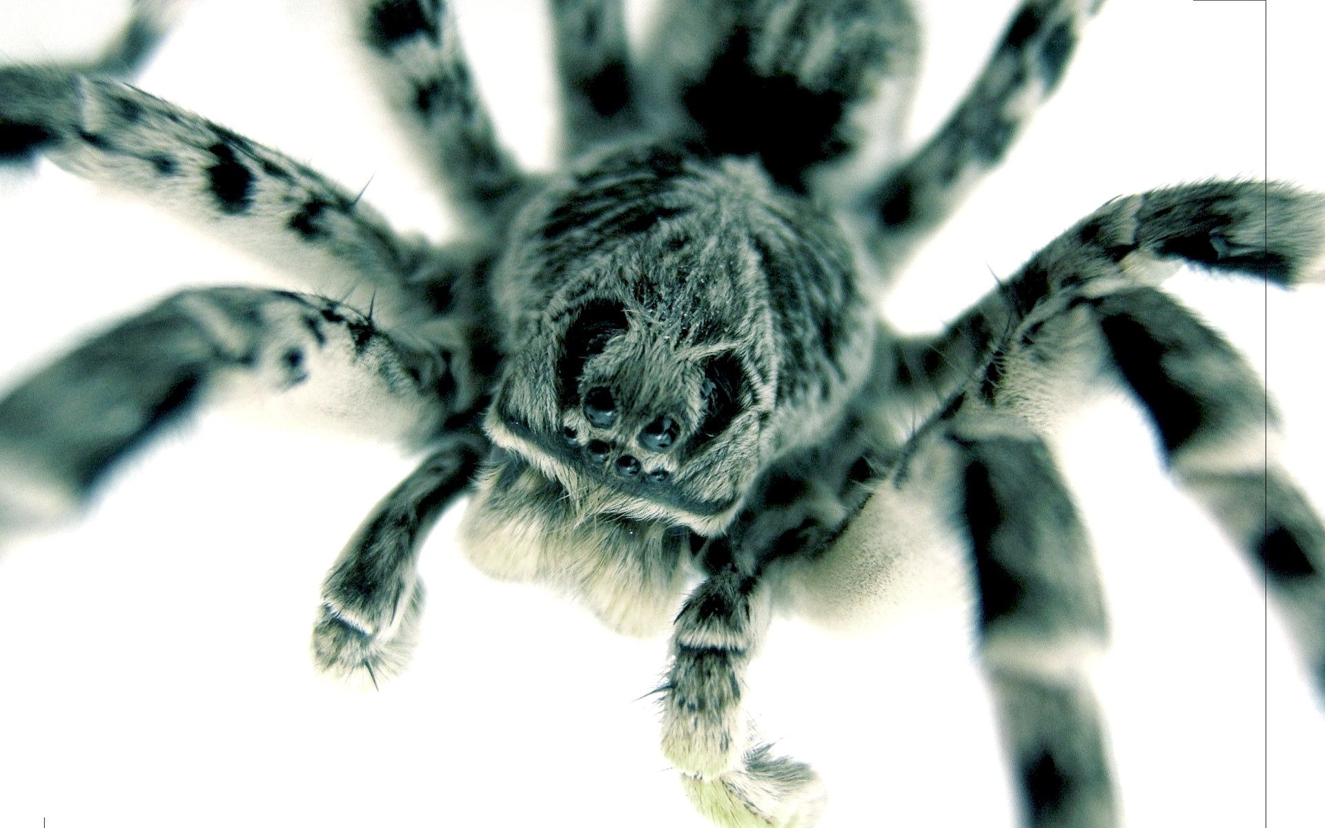 HD Close-Up: Majestic Spider in Focus - Stunning Animal Wallpaper