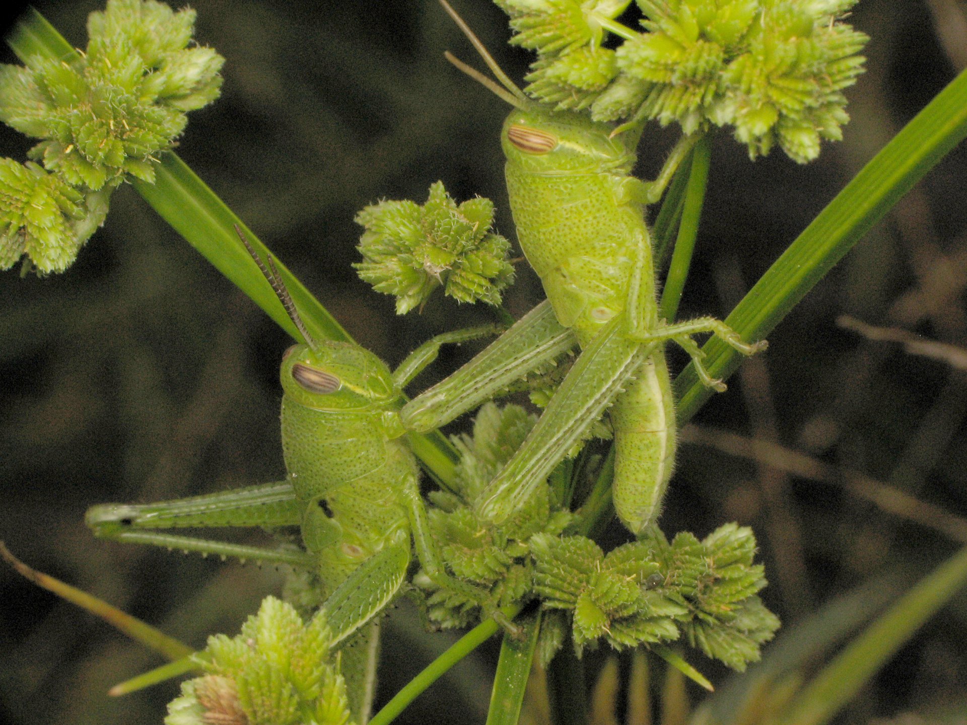 Animal Grasshopper HD Wallpaper