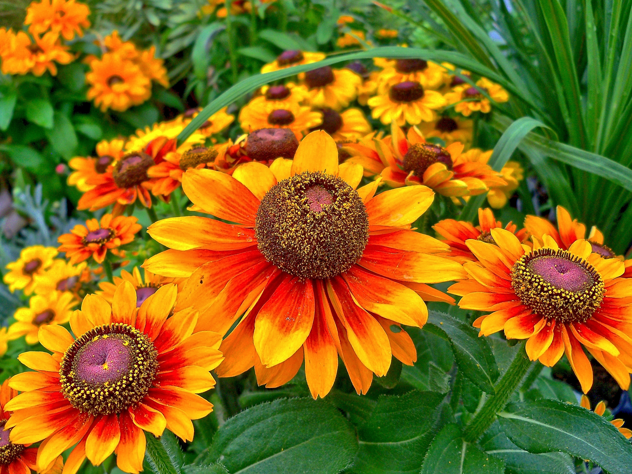 Download Nature Flower HD Wallpaper