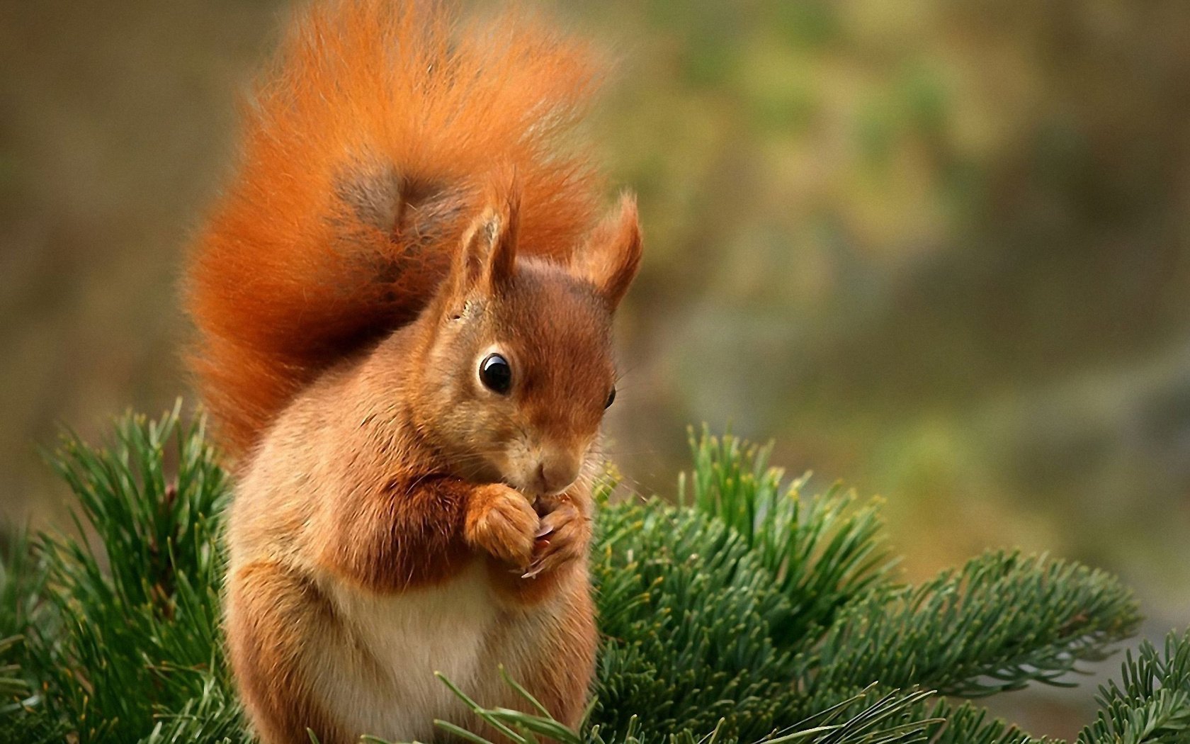 Majestic Red Squirrel HD Wallpaper: Nature's Tiny Acrobat in Focus ...