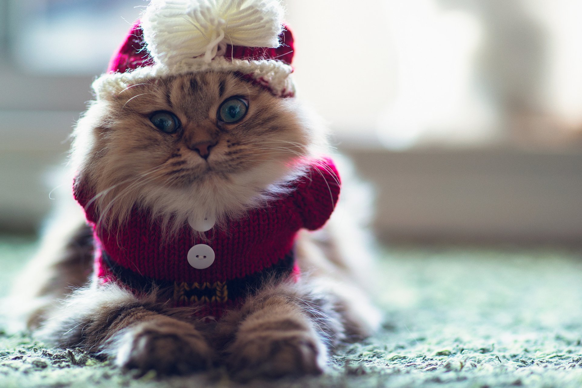 Adorable Cat in Santa Outfit - HD Wallpaper | 2048x1365 | Wallpaper Abyss