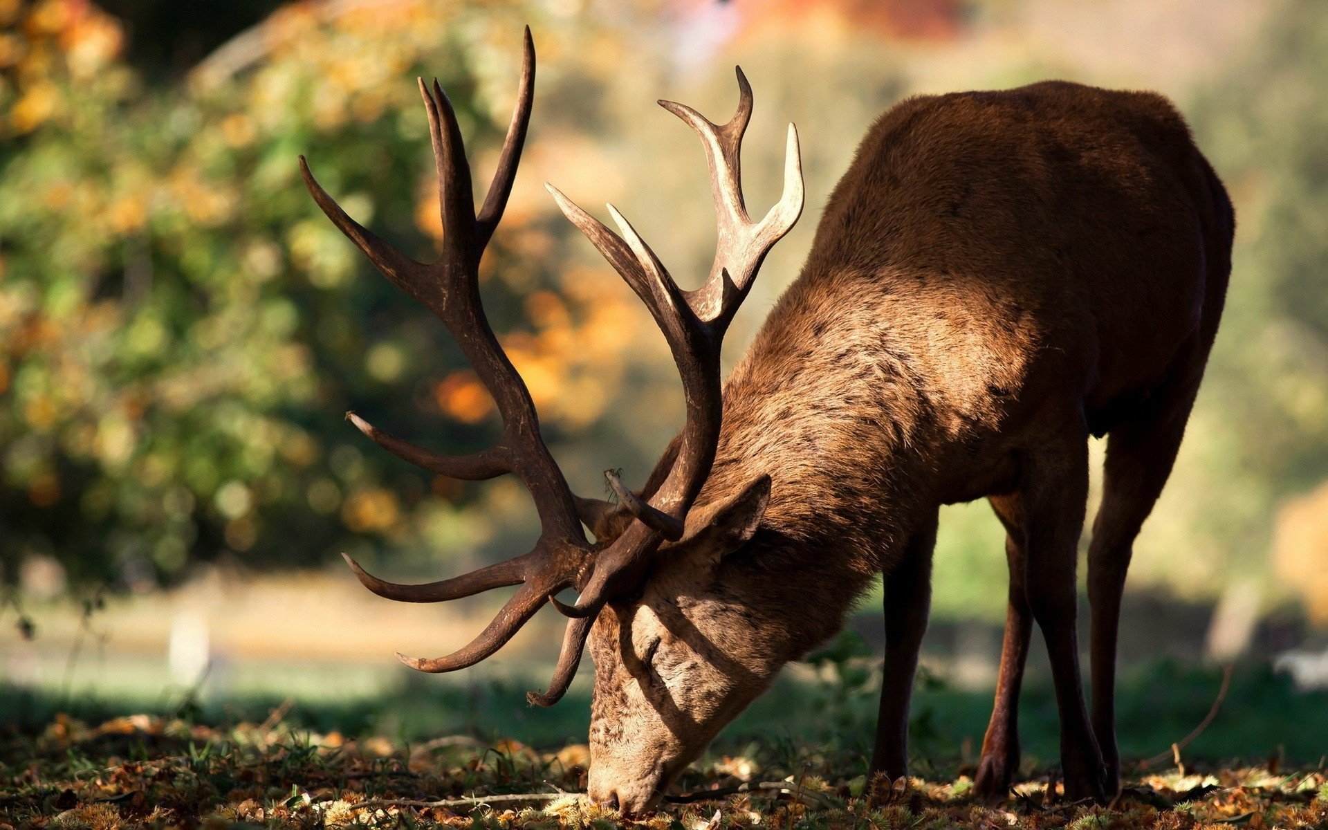 Majestic Deer in Nature | HD Animal Wallpaper | 1920x1200 | Wallpaper Abyss