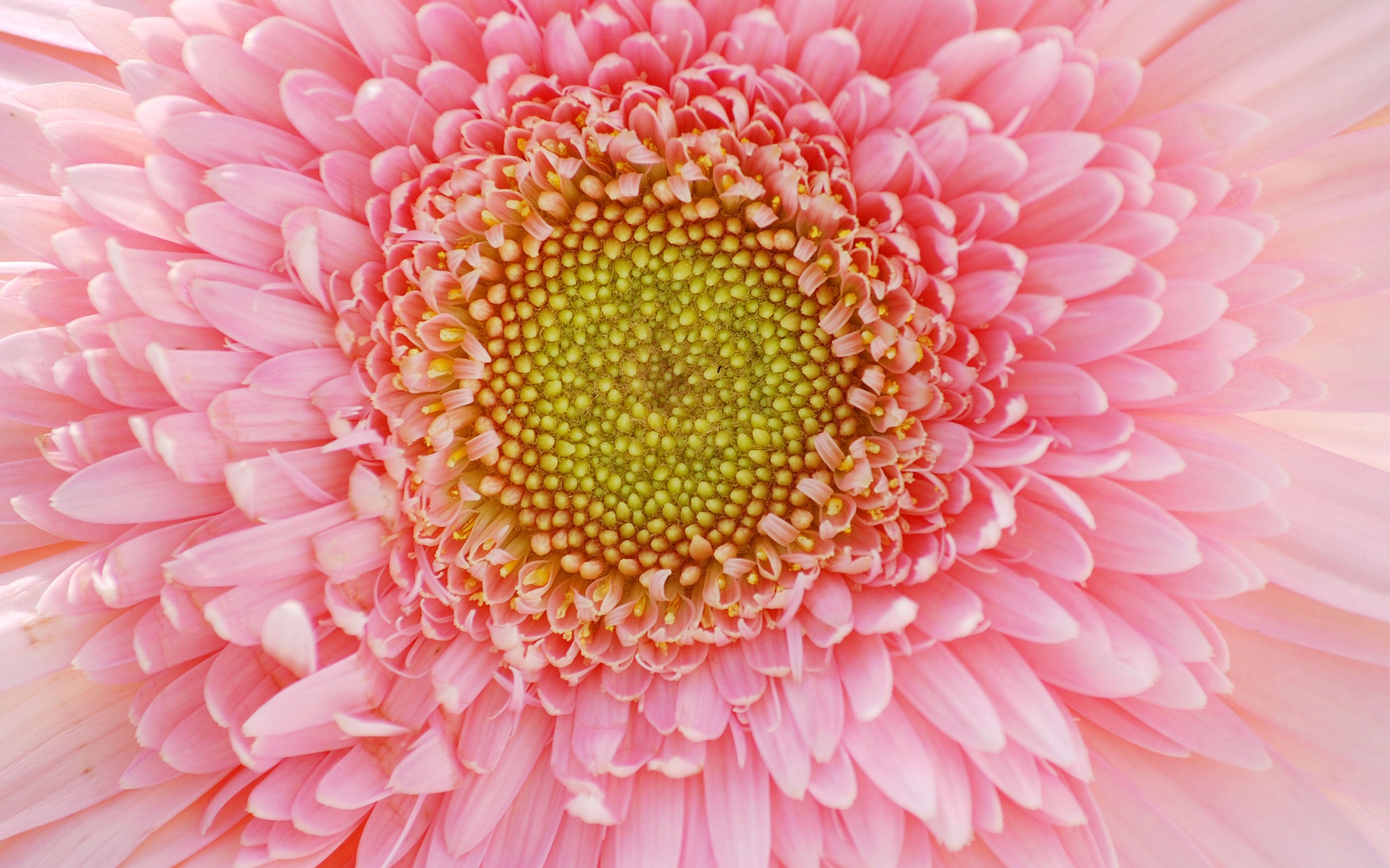 Download Nature Flower HD Wallpaper
