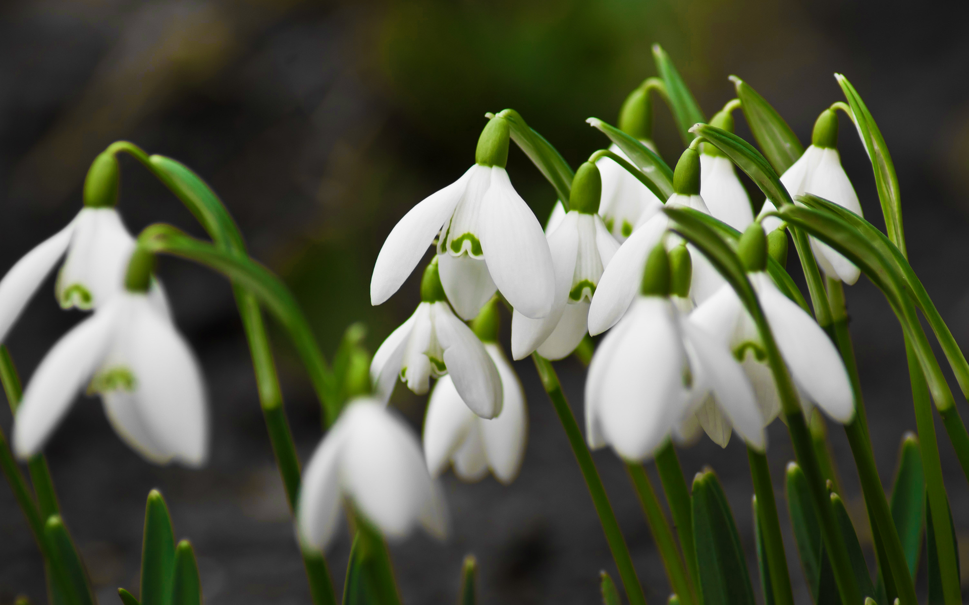 Download Flower Nature Snowdrop HD Wallpaper