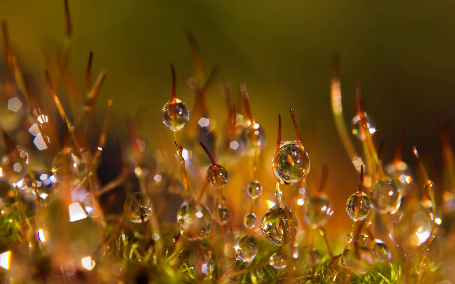 Download Nature Water Drop HD Wallpaper