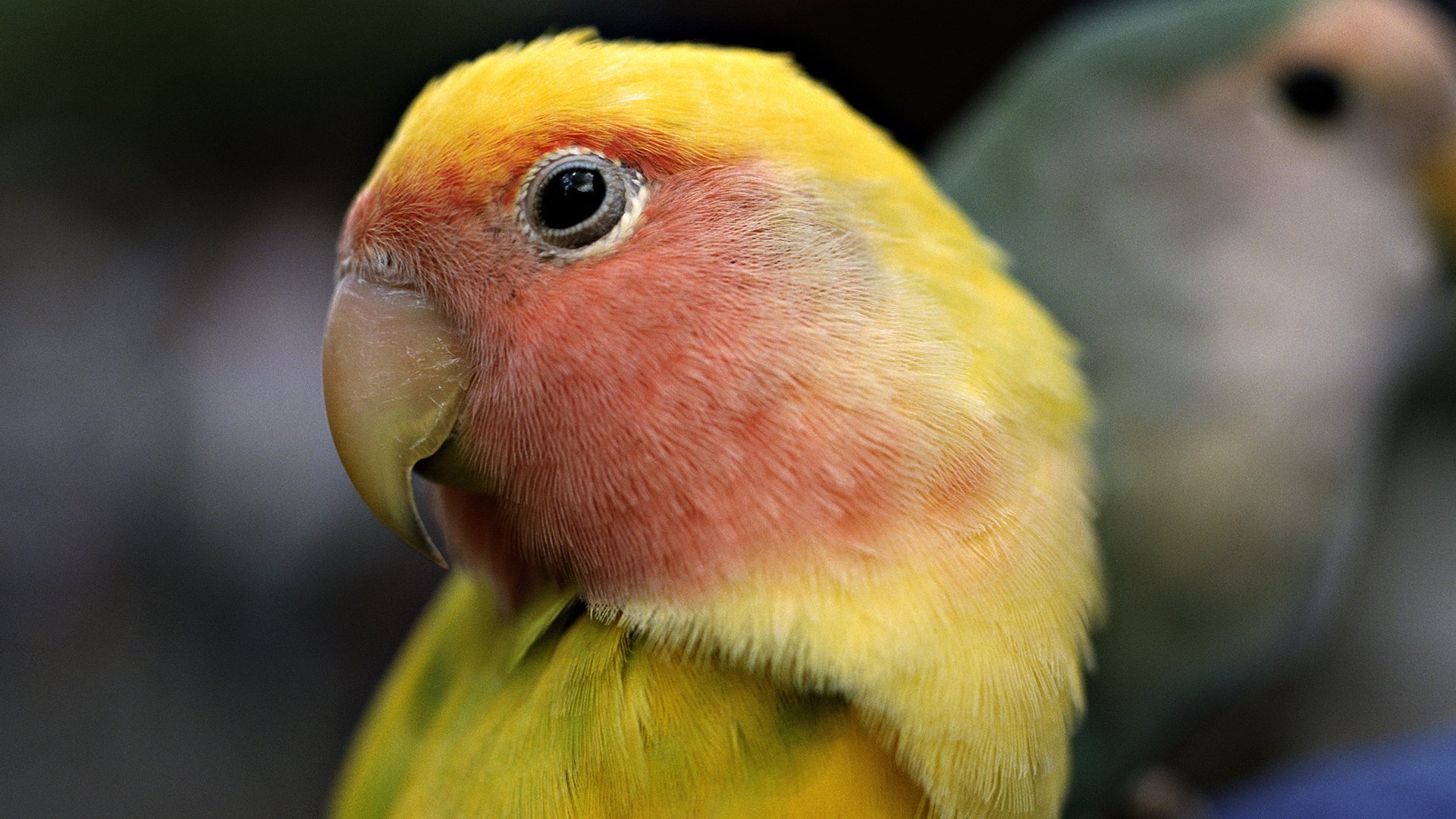 Vibrant Parrot HD Wallpaper: A Colorful Avian Delight | 1920x1080 ...