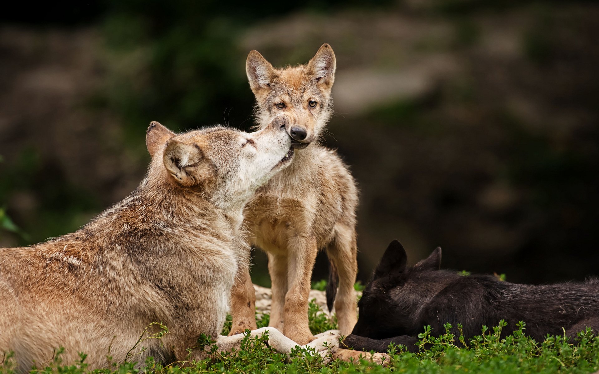 Wild Wolves: HD Nature’s Heartfelt Moment Wallpaper