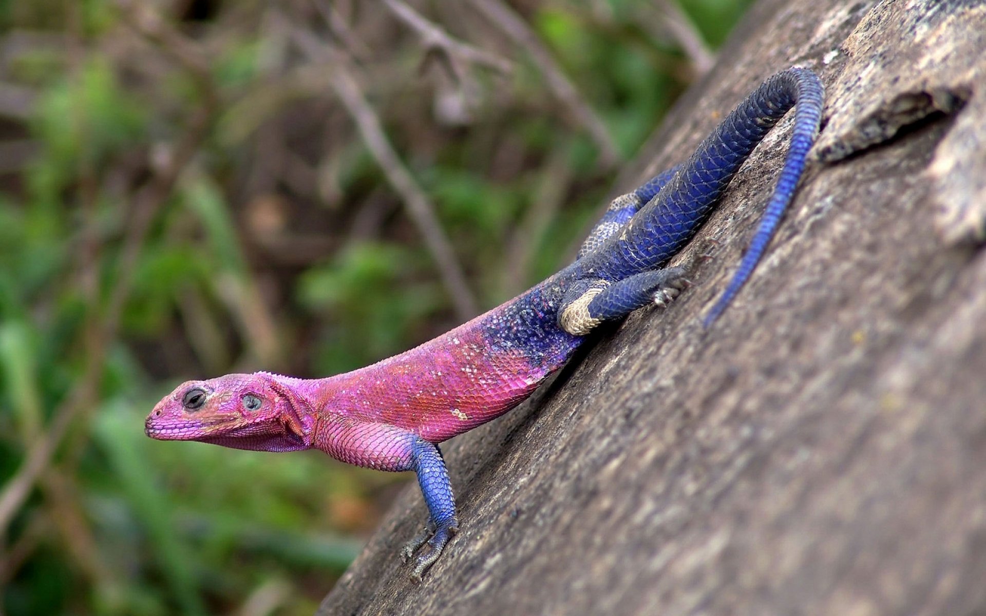 Vibrant Agama Lizard HD Wallpaper